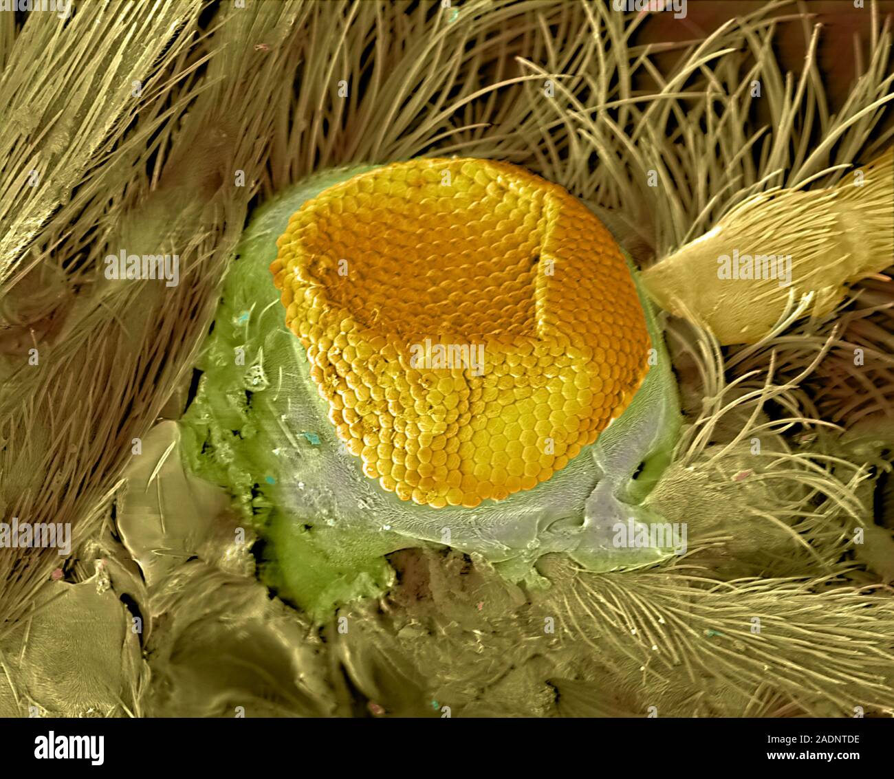 Eye of a dead fly. Coloured scanning electron micrograph (SEM) of the ...