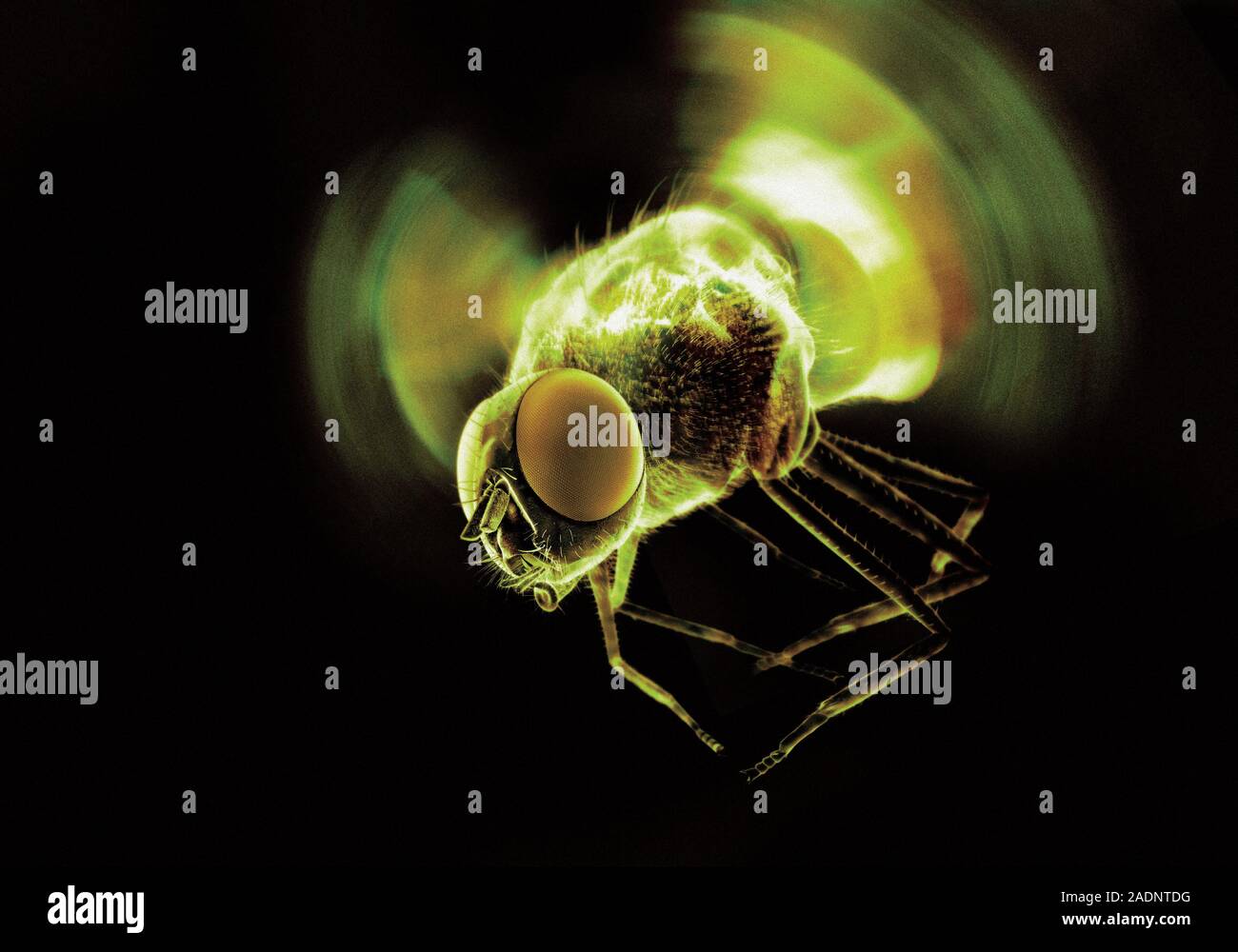 Fly in flight, computer artwork. The fly's compound eyes, antennae ...