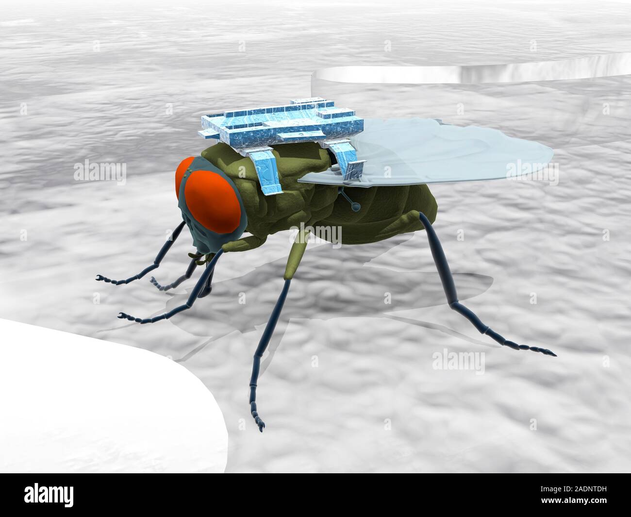 Fly with microchip. Computer artwork of a fly with a computer chip on ...