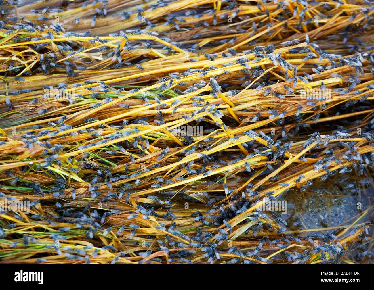 Alkali flies (Ephydra hians) on vegetation. This fly inhabits alkaline ...