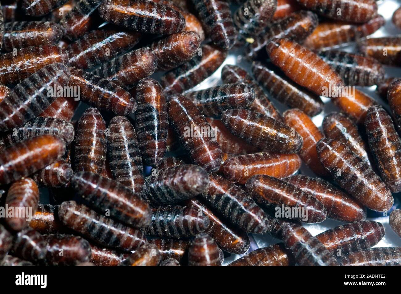 Greenbottle fly pupae (Lucilia sericata). Flies have four lifecycle ...