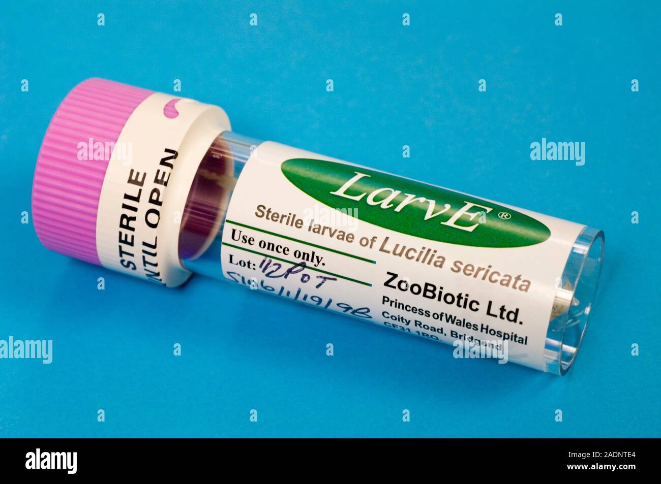 Maggot therapy. Vial containing sterile larvae (maggots) of the ...