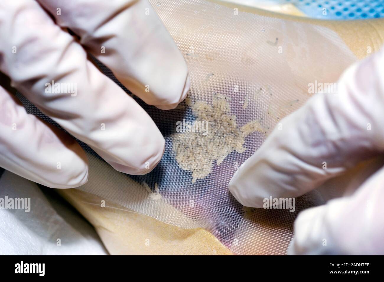 Maggot therapy. Medical staff applying a dressing containing live ...