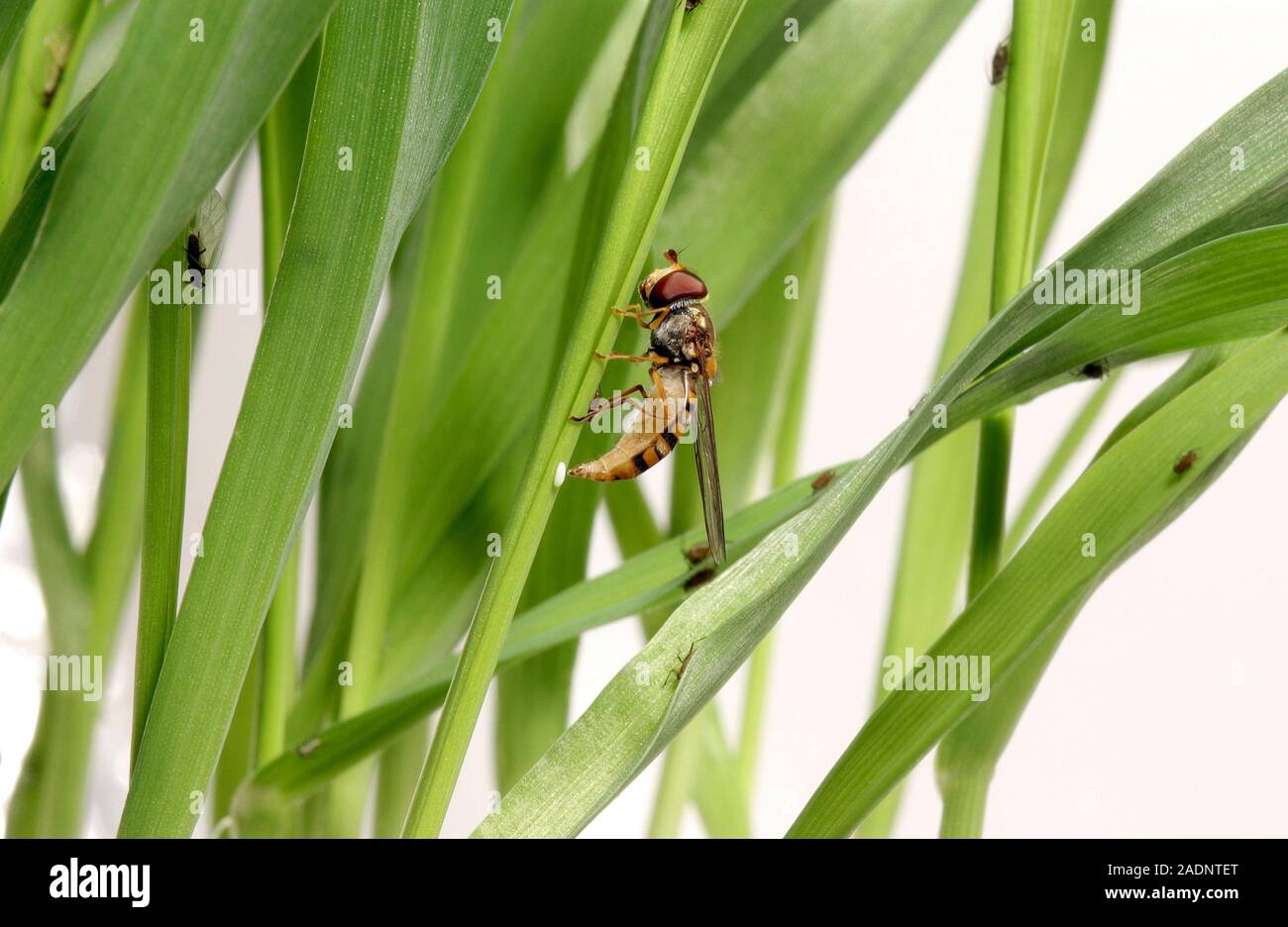 Hoverfly (Order Diptera) laying an egg (white) on a leaf surface Stock ...