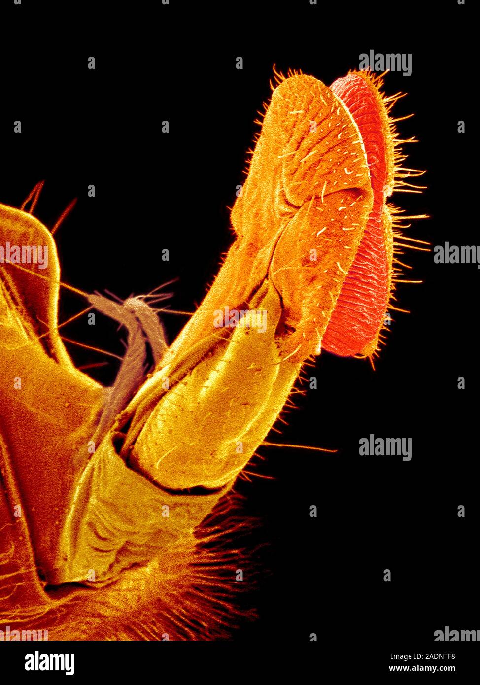 Hover fly proboscis, coloured scanning electron micrograph (SEM). This ...