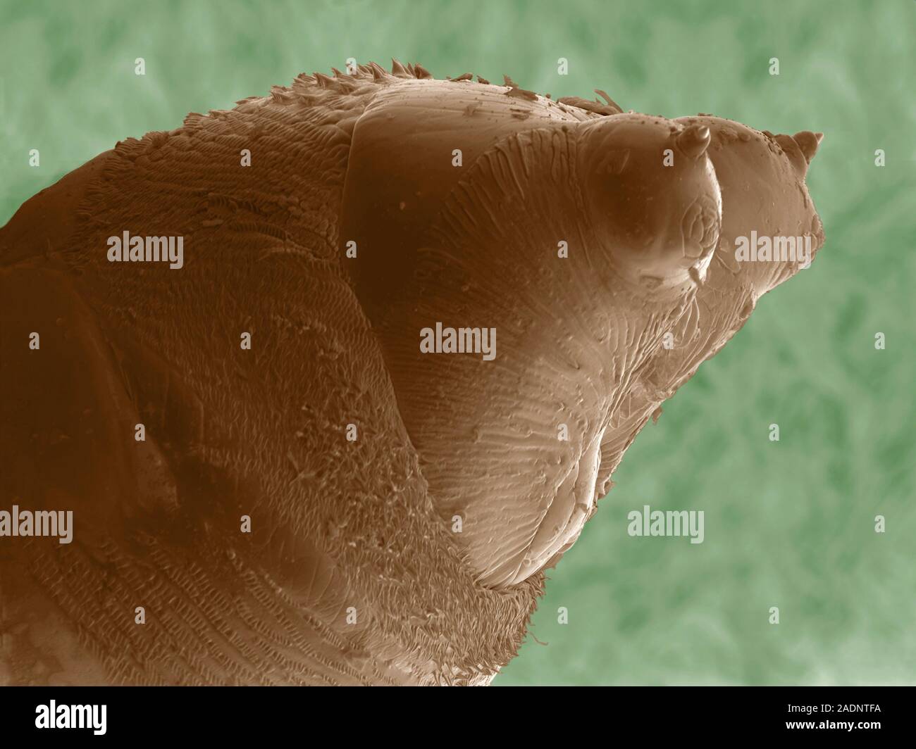 Housefly maggot. Coloured scanning electron micrograph (SEM) of the ...