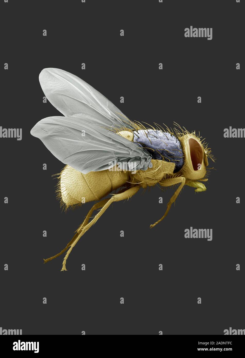 Bluebottle fly. Coloured scanning electron micrograph (SEM) of a ...