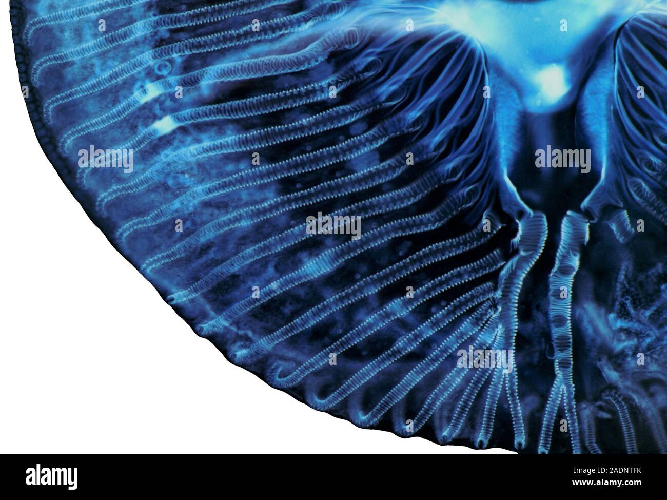 Fly's proboscis. Light micrograph (LM) of the tip of the proboscis ...