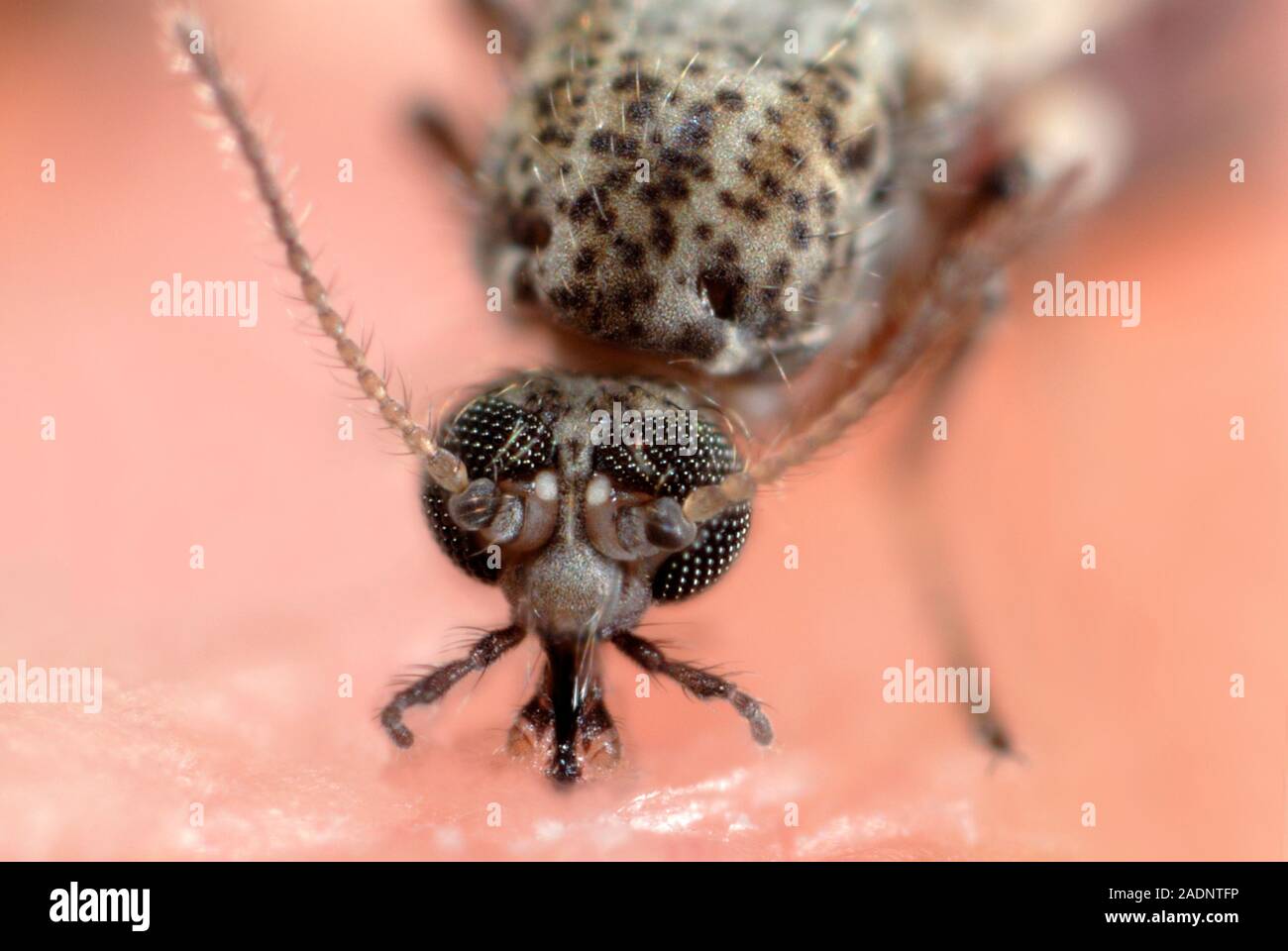 MODEL RELEASED. Biting midge (Culicoides nubeculosus) feeding on human ...