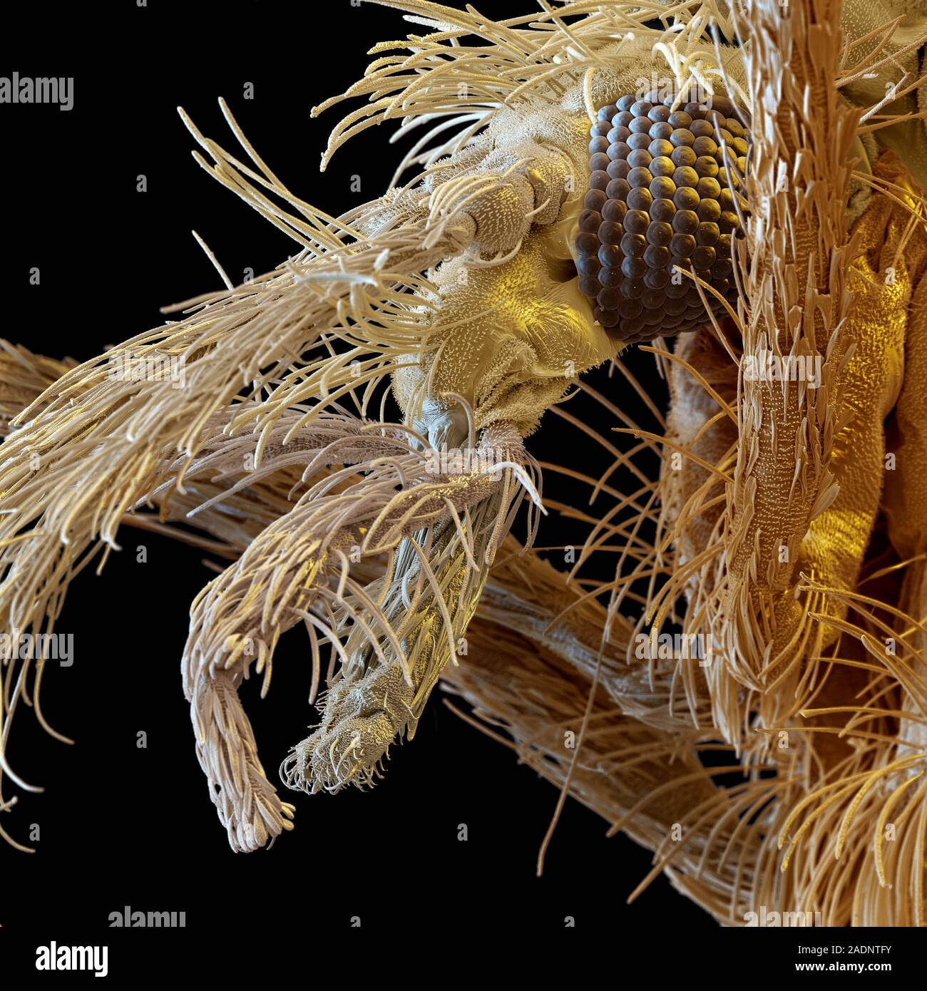 Head of a sand fly (Phlebotomus sp.), coloured scanning electron ...
