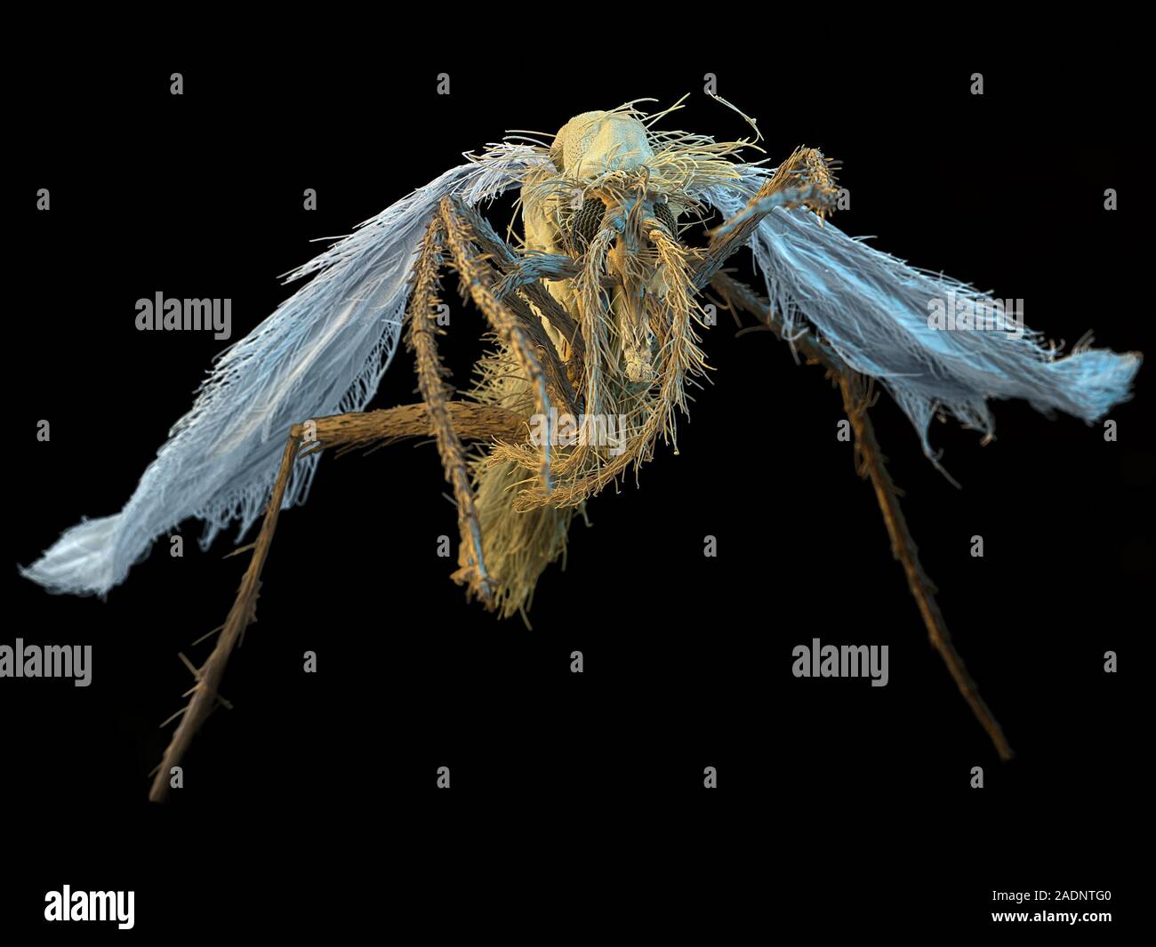 Sand fly (Phlebotomus sp.), coloured scanning electron micrograph (SEM ...