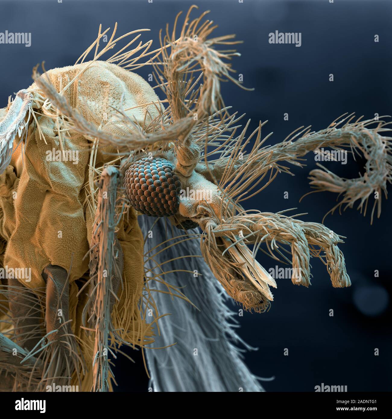 Head of a sand fly (Phlebotomus sp.), coloured scanning electron ...