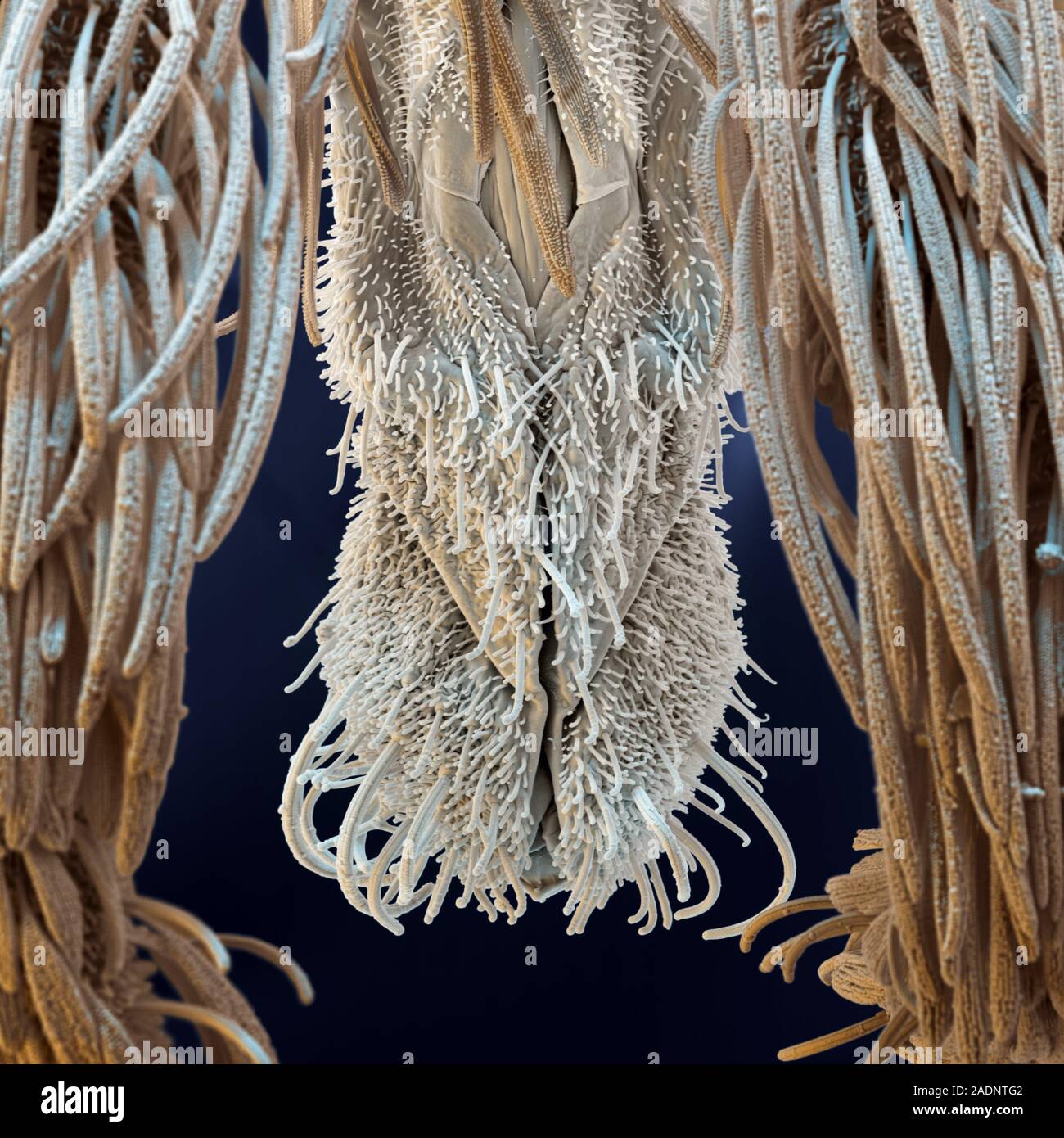 Mouthparts of a sand fly (Phlebotomus sp.), coloured scanning electron ...