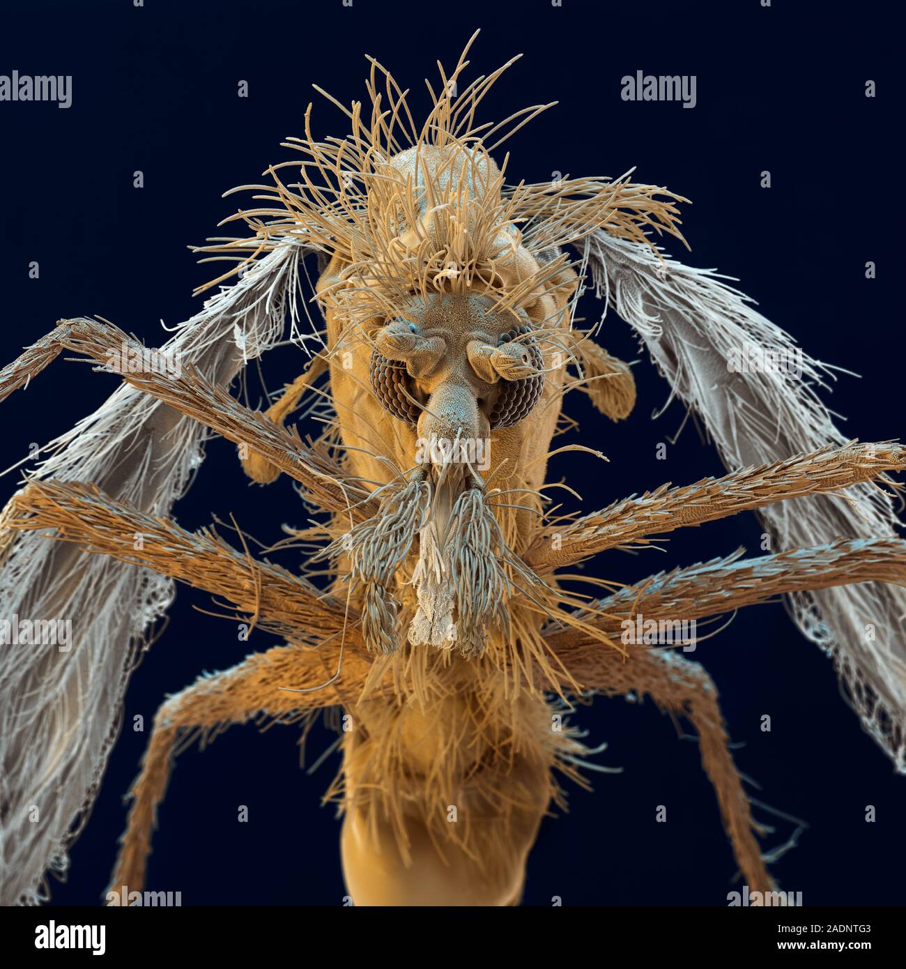 Sand fly (Phlebotomus sp.), coloured scanning electron micrograph (SEM ...