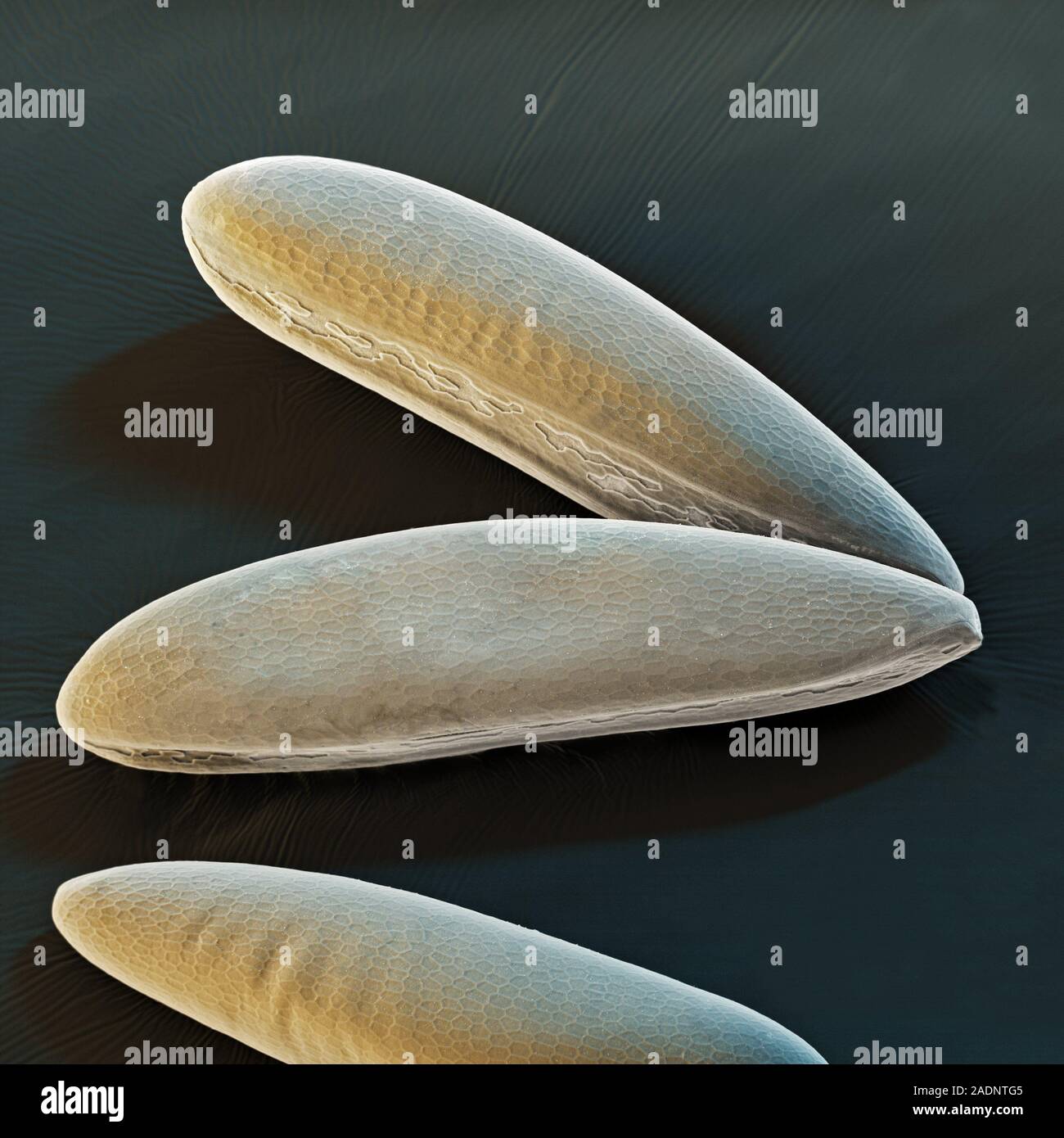 Stable fly (Stomoxys calcitrans) eggs, coloured scanning electron ...