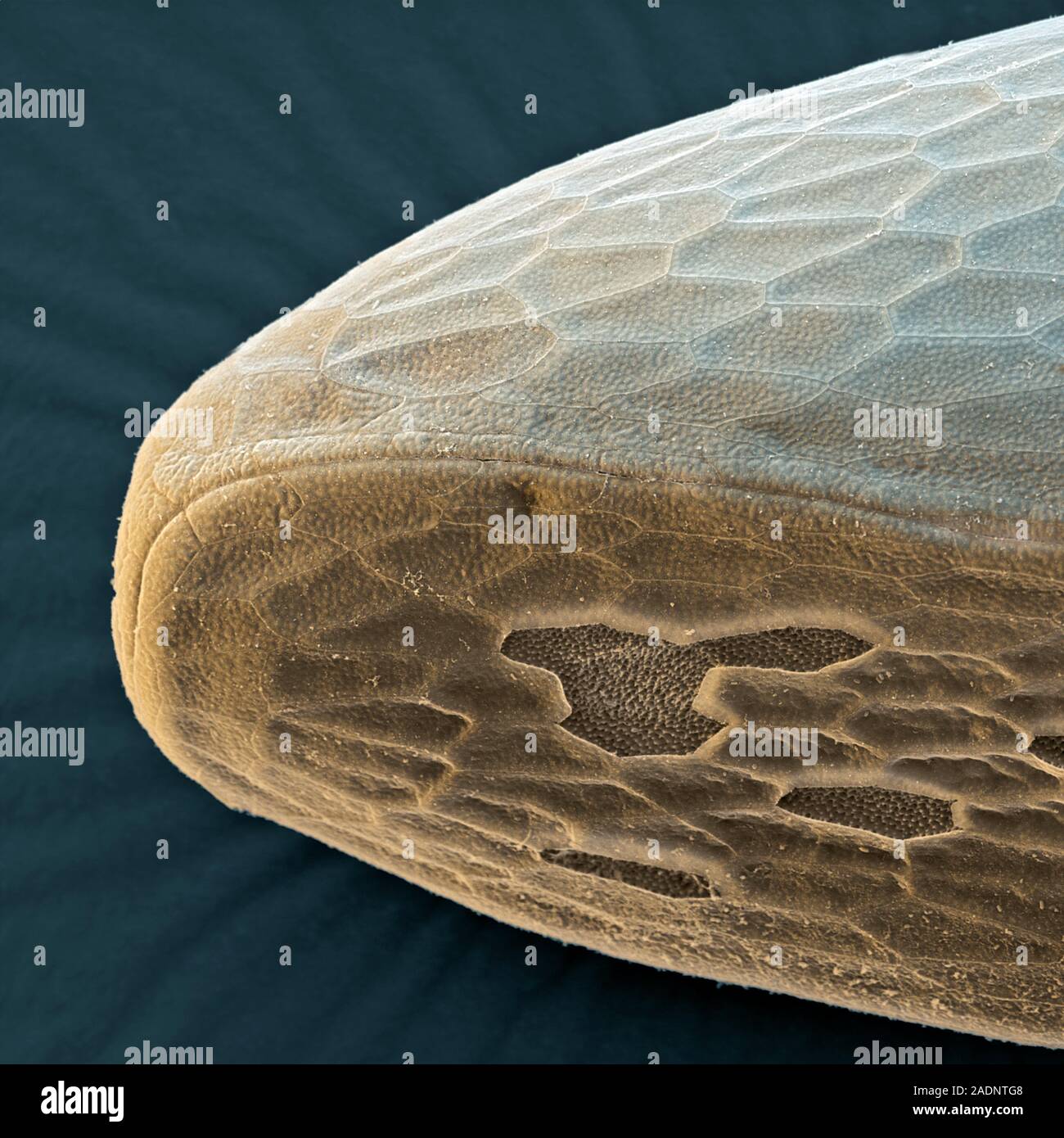 Stable fly (Stomoxys calcitrans) egg, coloured scanning electron ...
