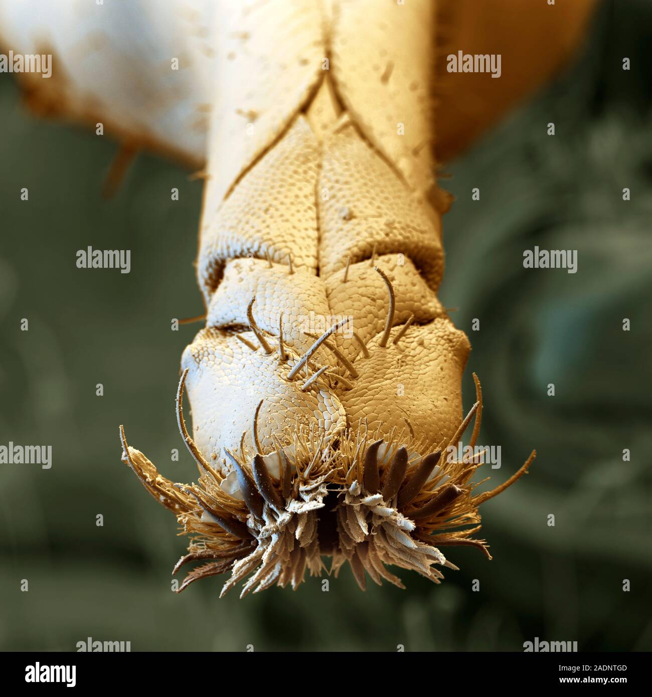 Stable fly (Stomoxys calcitrans) proboscis, coloured scanning electron ...