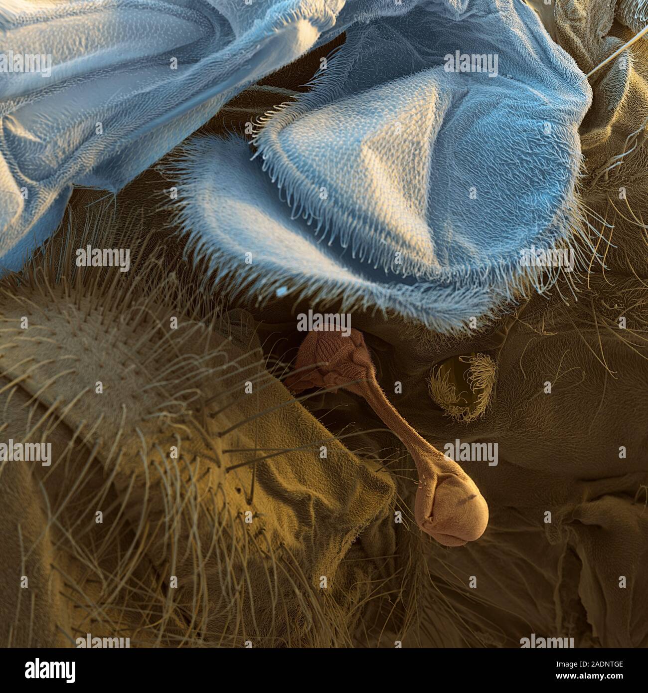 Stable fly (Stomoxys calcitrans) wing (blue), coloured scanning ...