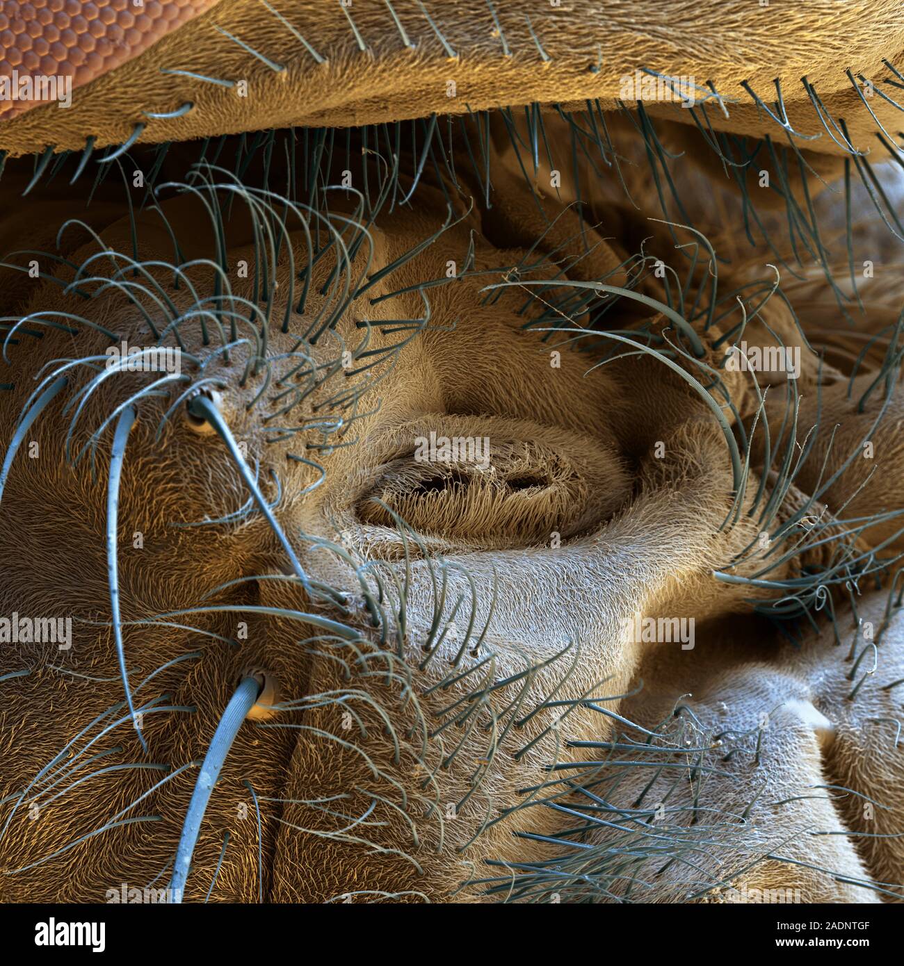 Stable fly (Stomoxys calcitrans) spiracle, coloured scanning electron ...