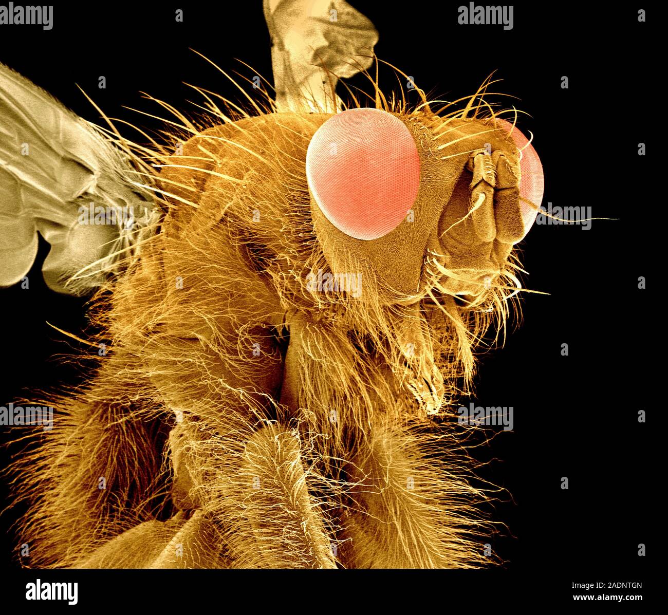Fly. Coloured scanning electron micrograph (SEM) of a fly (order ...