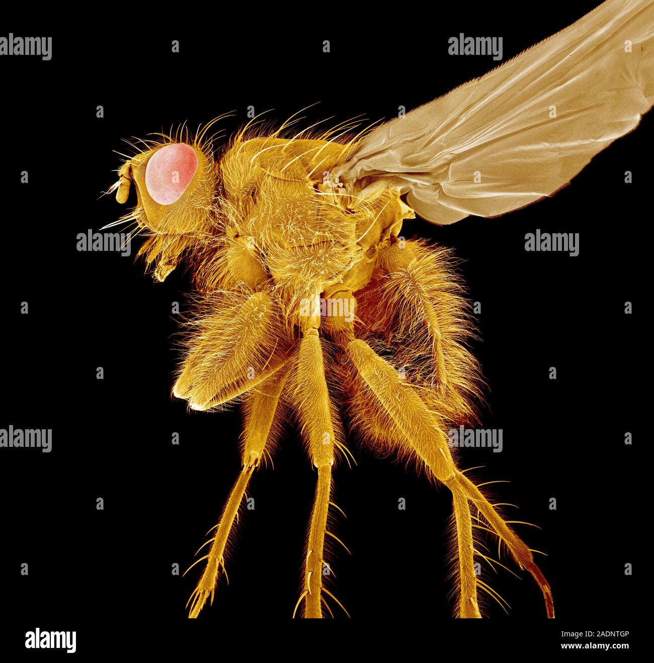 Fly. Coloured scanning electron micrograph (SEM) of a fly (order ...