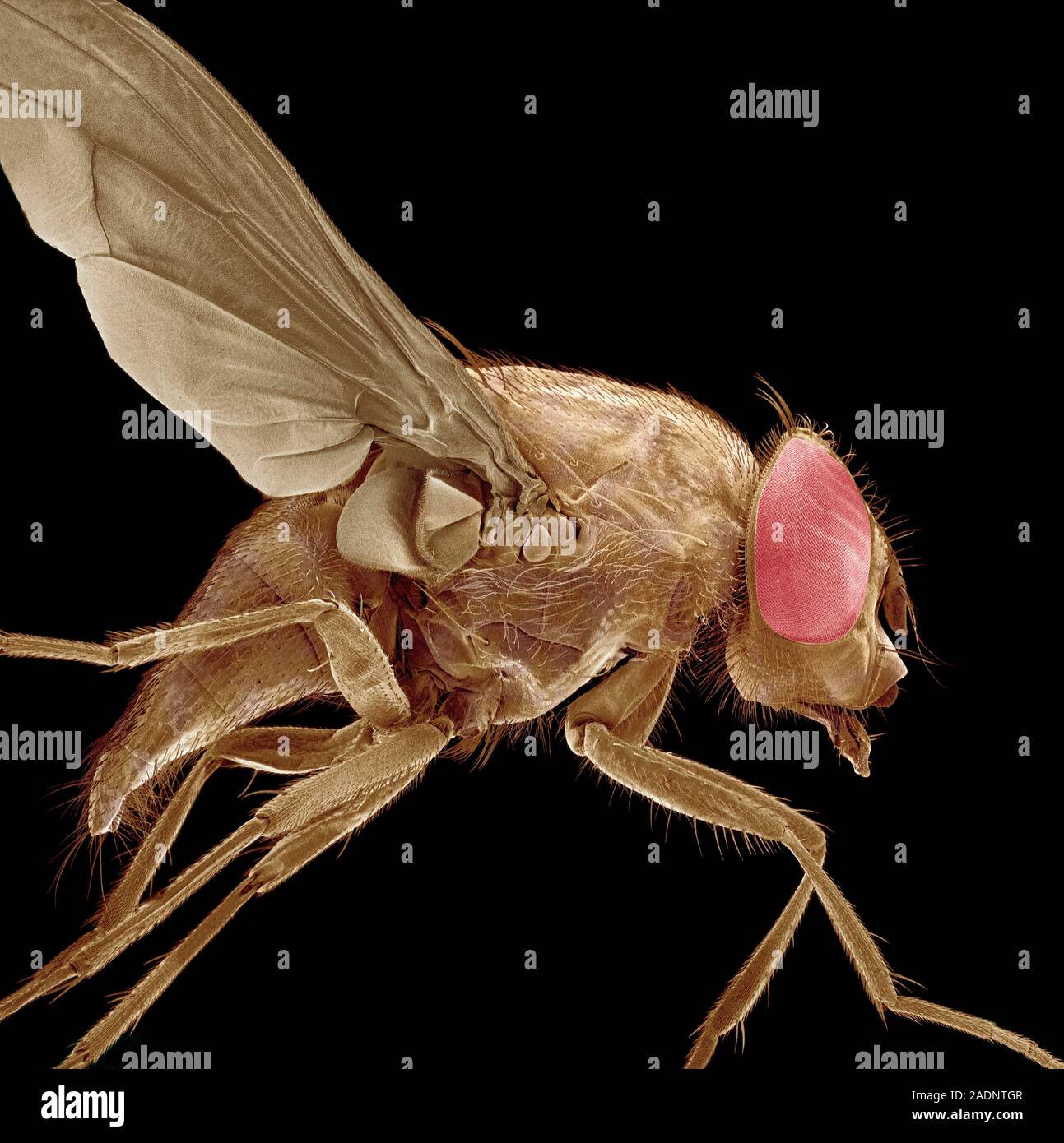 Fly. Coloured scanning electron micrograph (SEM) of a fly (order ...