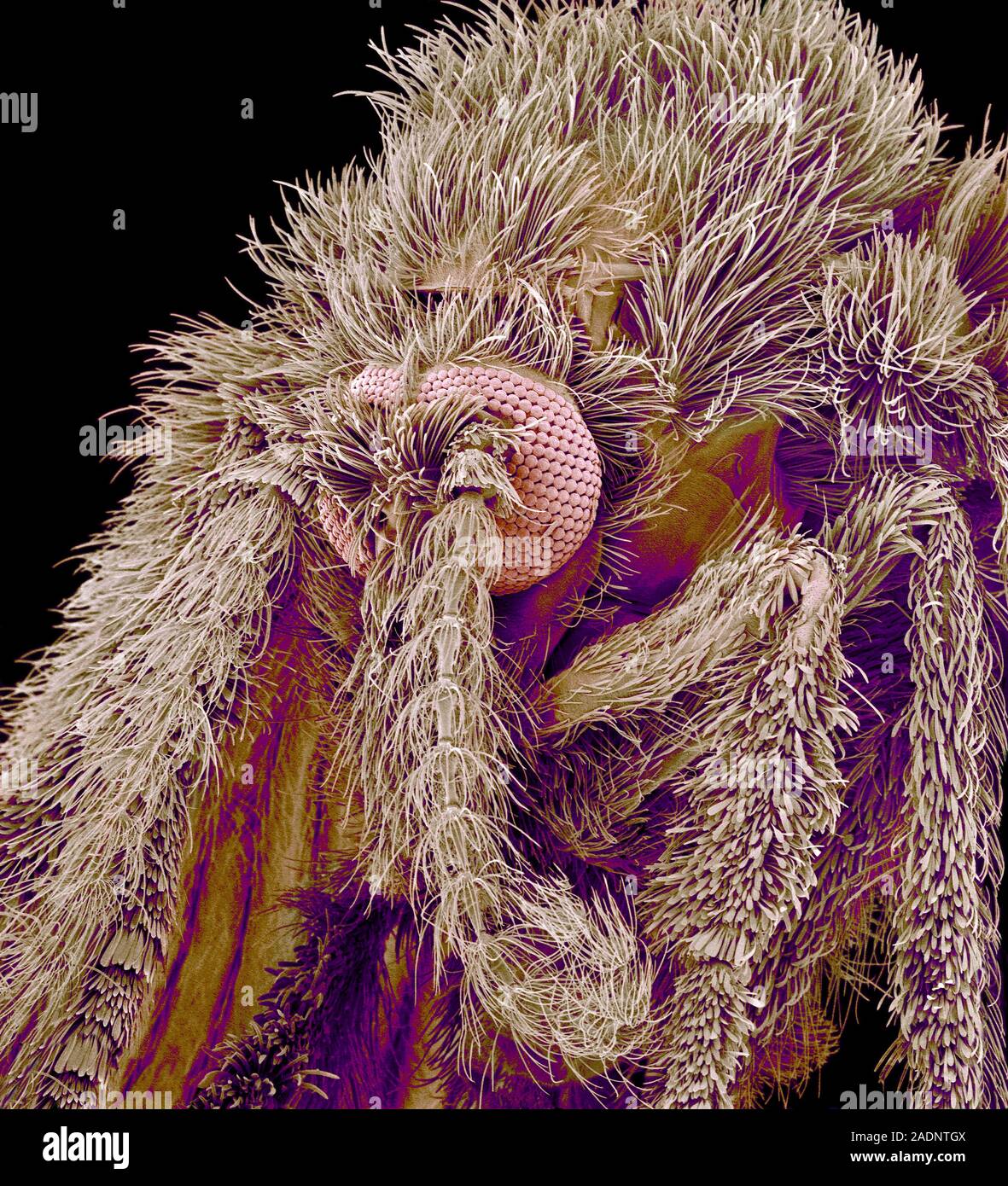 Moth fly. Coloured scanning electron micrograph (SEM) of a moth fly ...