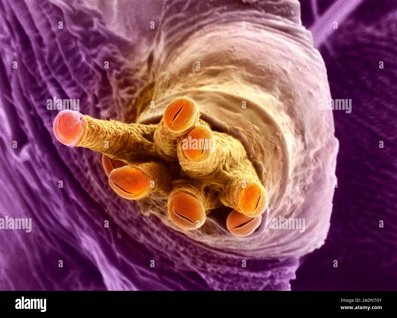 Breathing tube on a fruit fly's pupa, coloured scanning electron ...