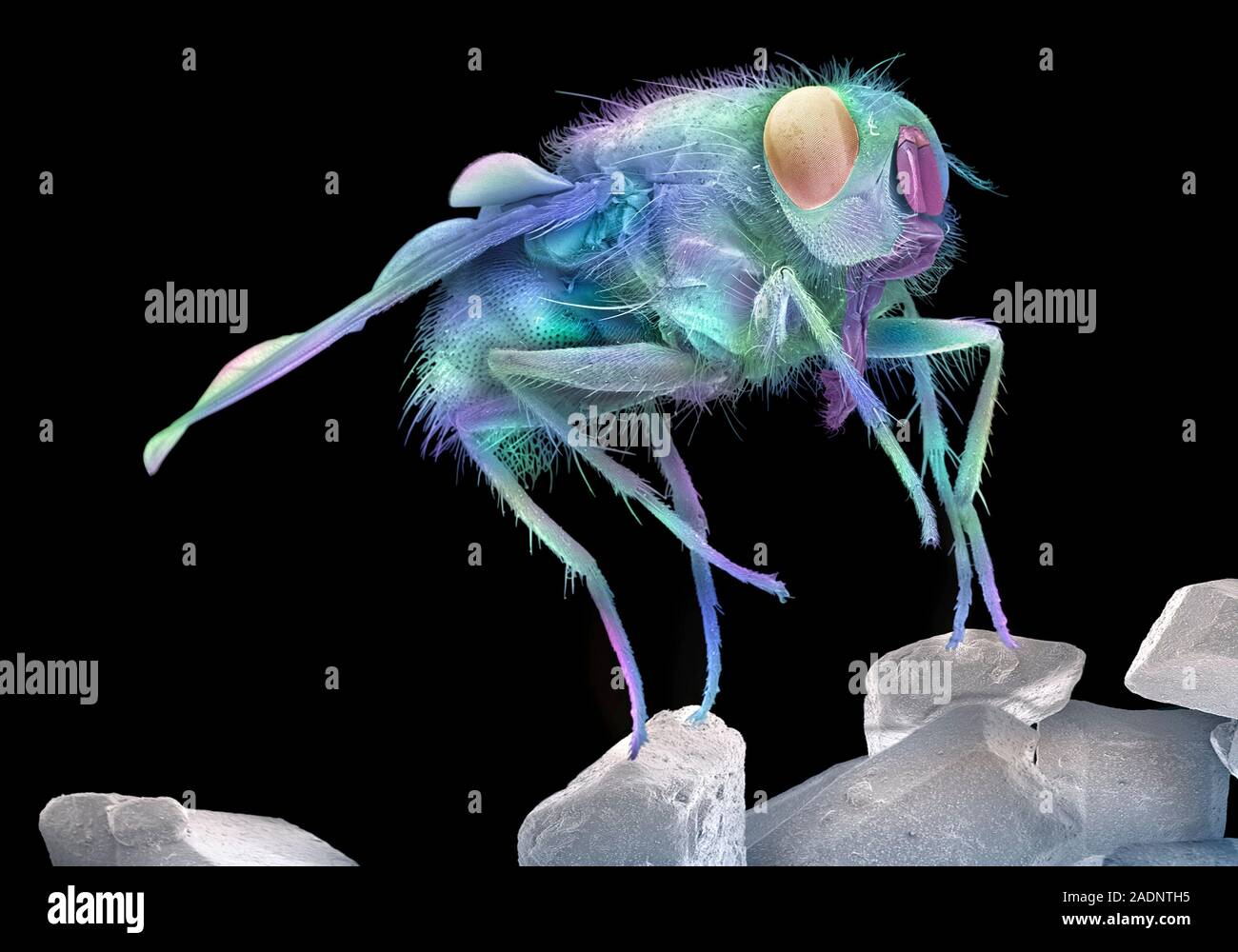 Fly on sugar, coloured scanning electron micrograph (SEM). Flies (order ...