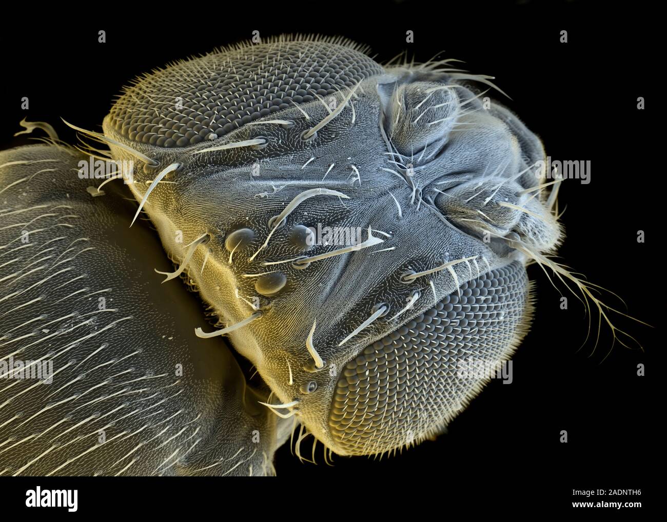 Fruit fly head. Coloured scanning electron micrograph (SEM) of the head ...