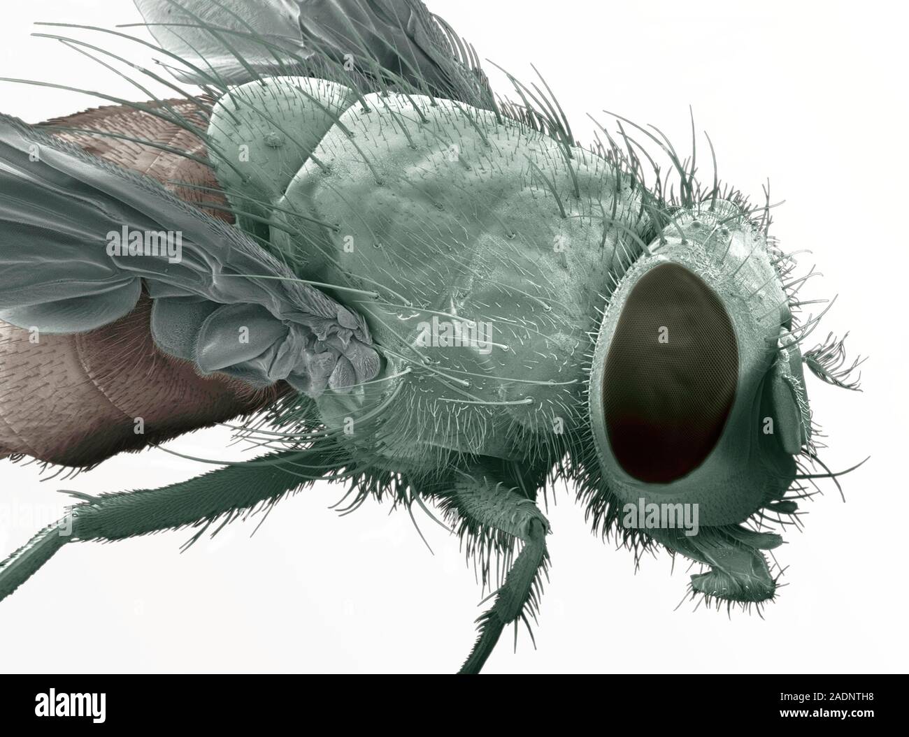 Bluebottle fly (Calliphora sp.), coloured scanning electron micrograph ...