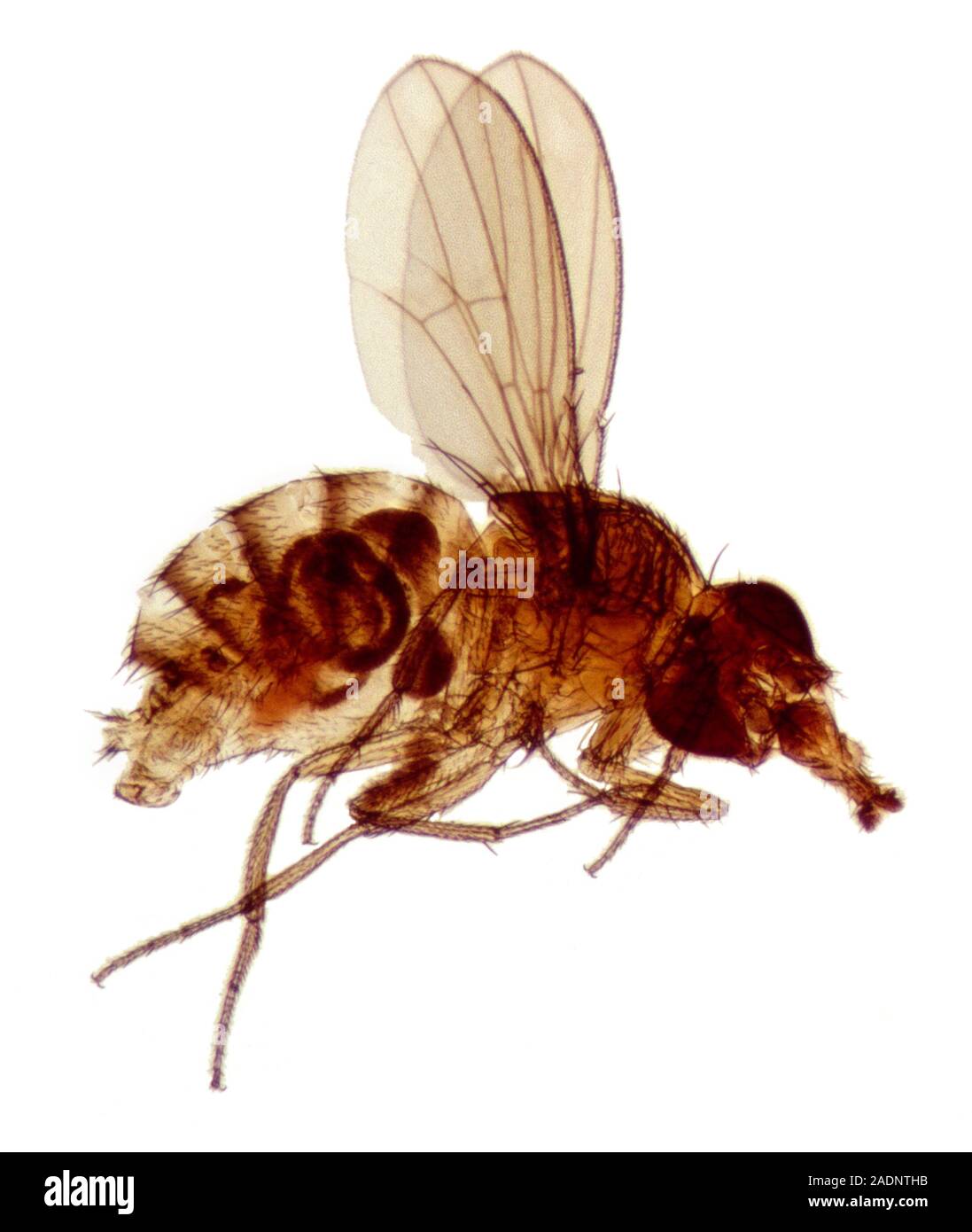 Fly (order Diptera), light micrograph. The head is dominated by the two ...