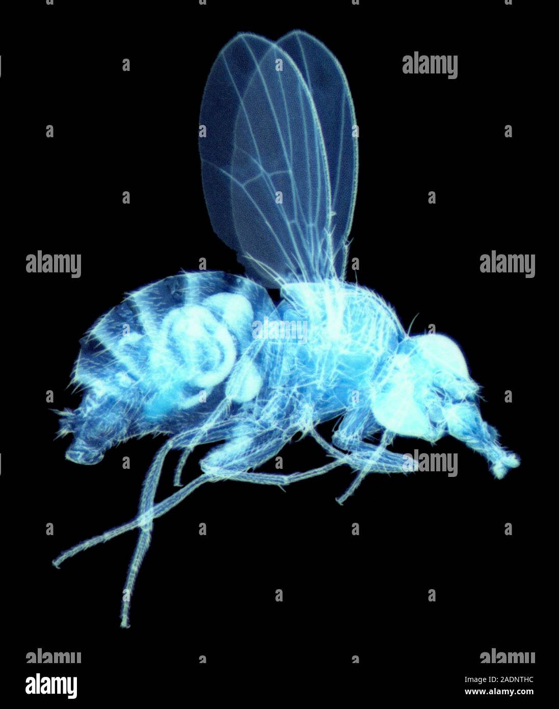 Fly (order Diptera), light micrograph. The head is dominated by the two ...
