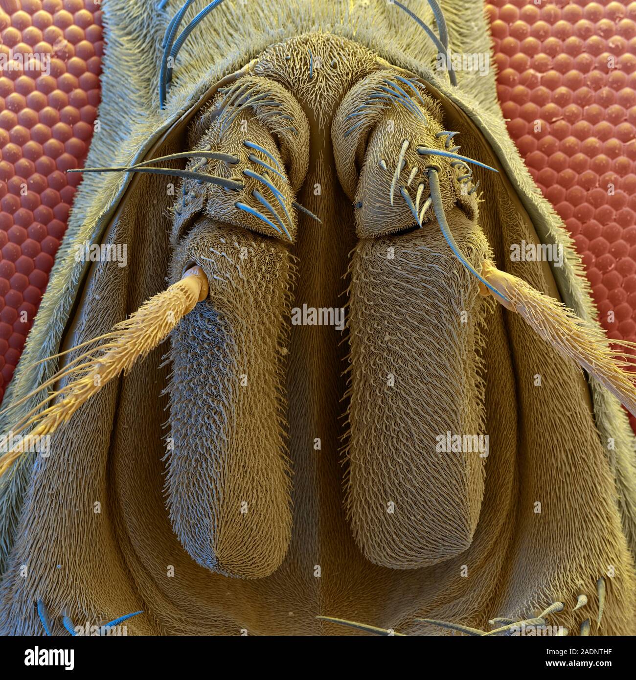 Stable fly (Stomoxys calcitrans) antennae. Coloured scanning electron ...