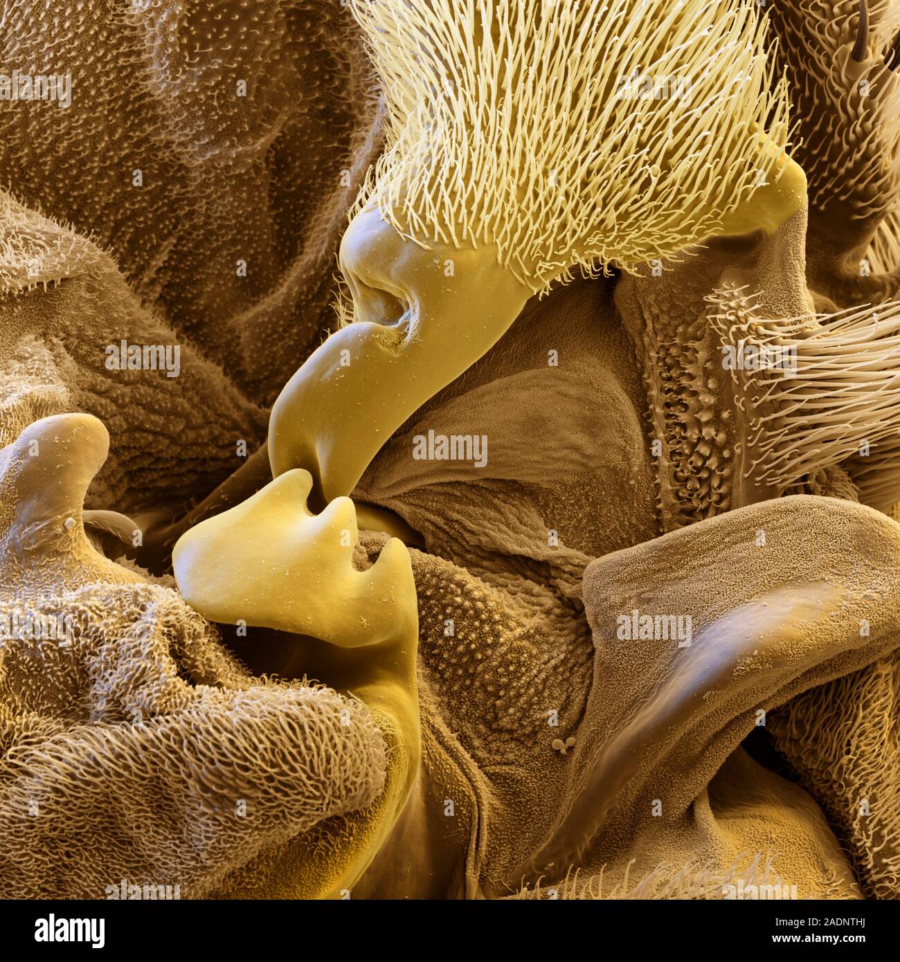 Stable fly (Stomoxys calcitrans) wing joint, coloured scanning electron ...