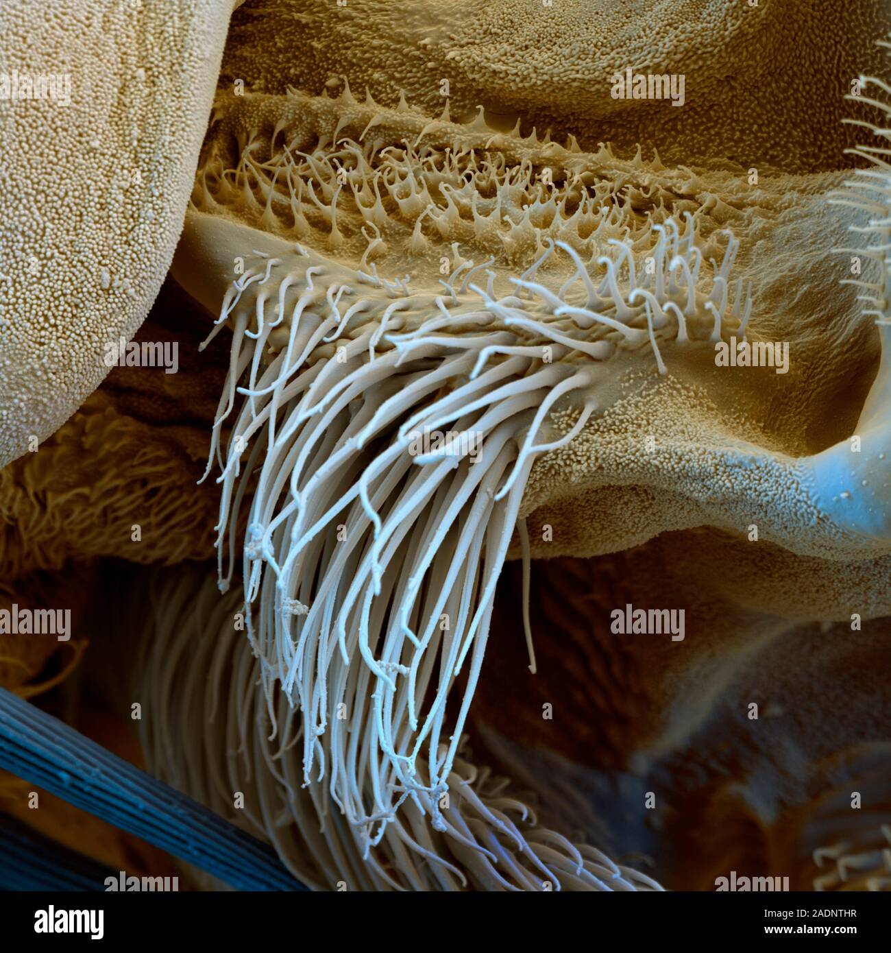 Stable fly (Stomoxys calcitrans) wing joint, coloured scanning electron ...