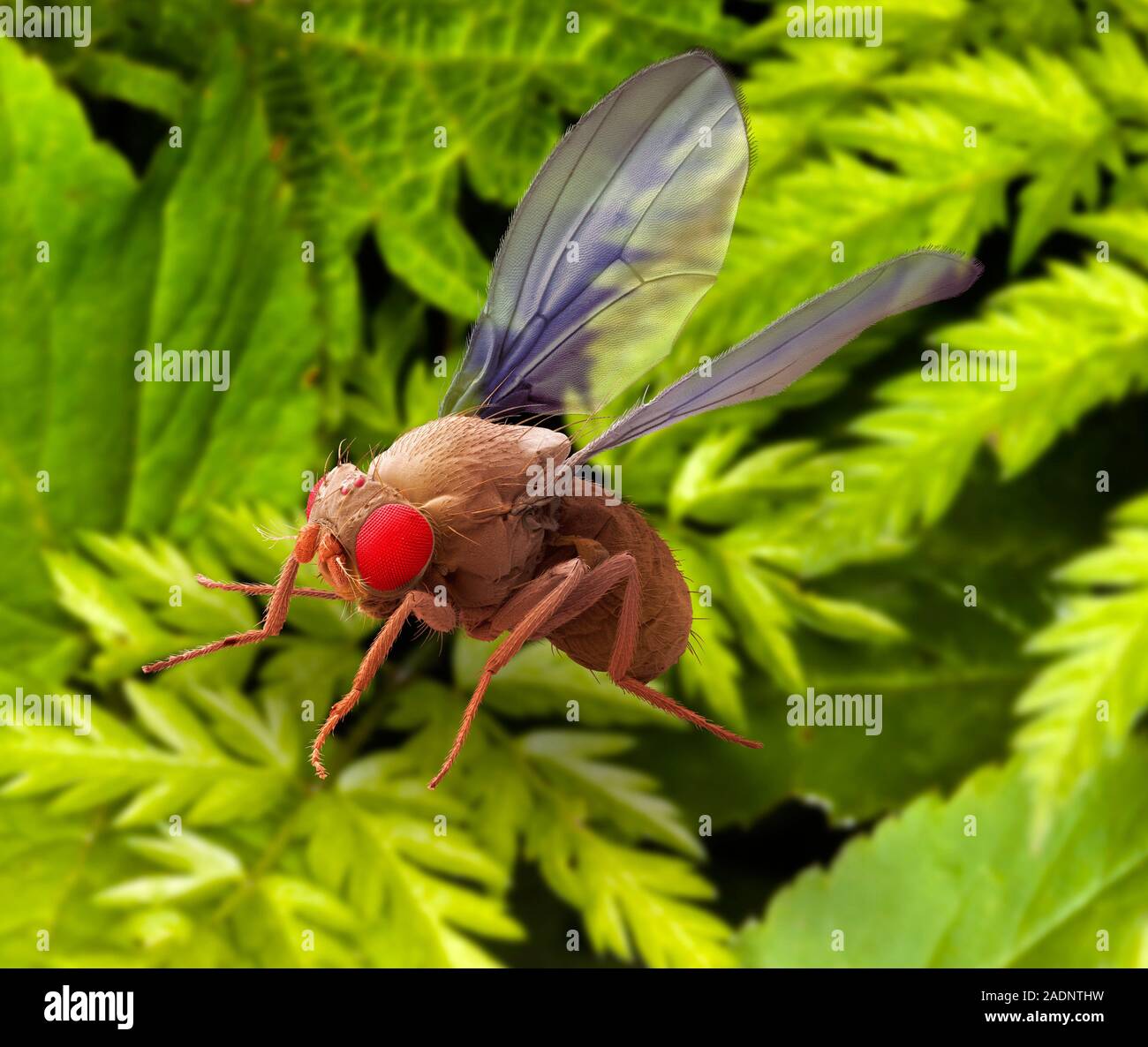 Fruit fly. Coloured scanning electron micrograph (SEM) of a male fruit ...