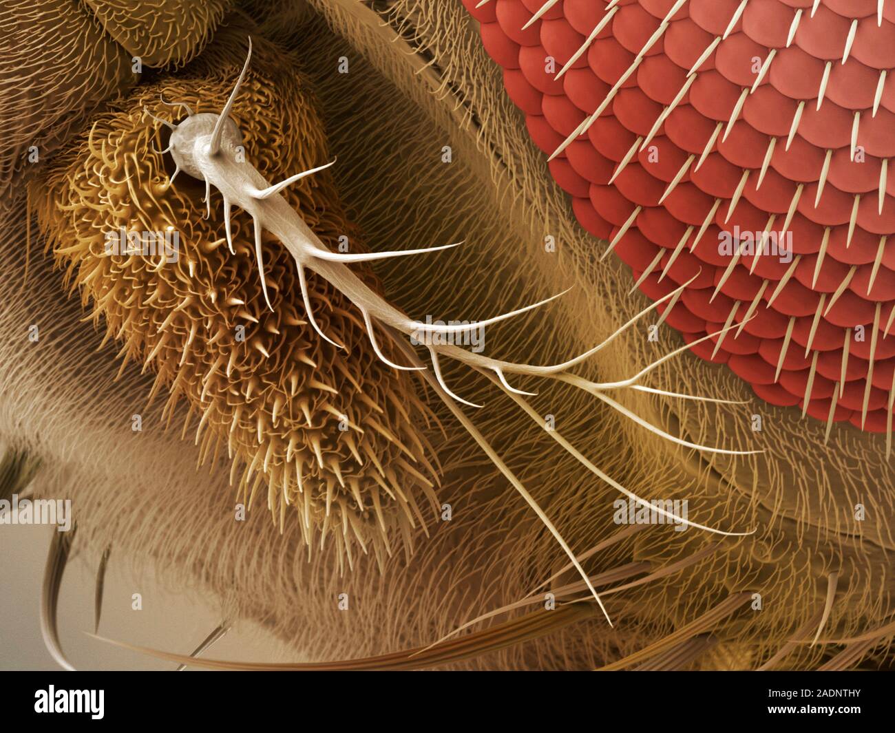 Fruit fly antenna. Coloured scanning electron micrograph (SEM) of the ...