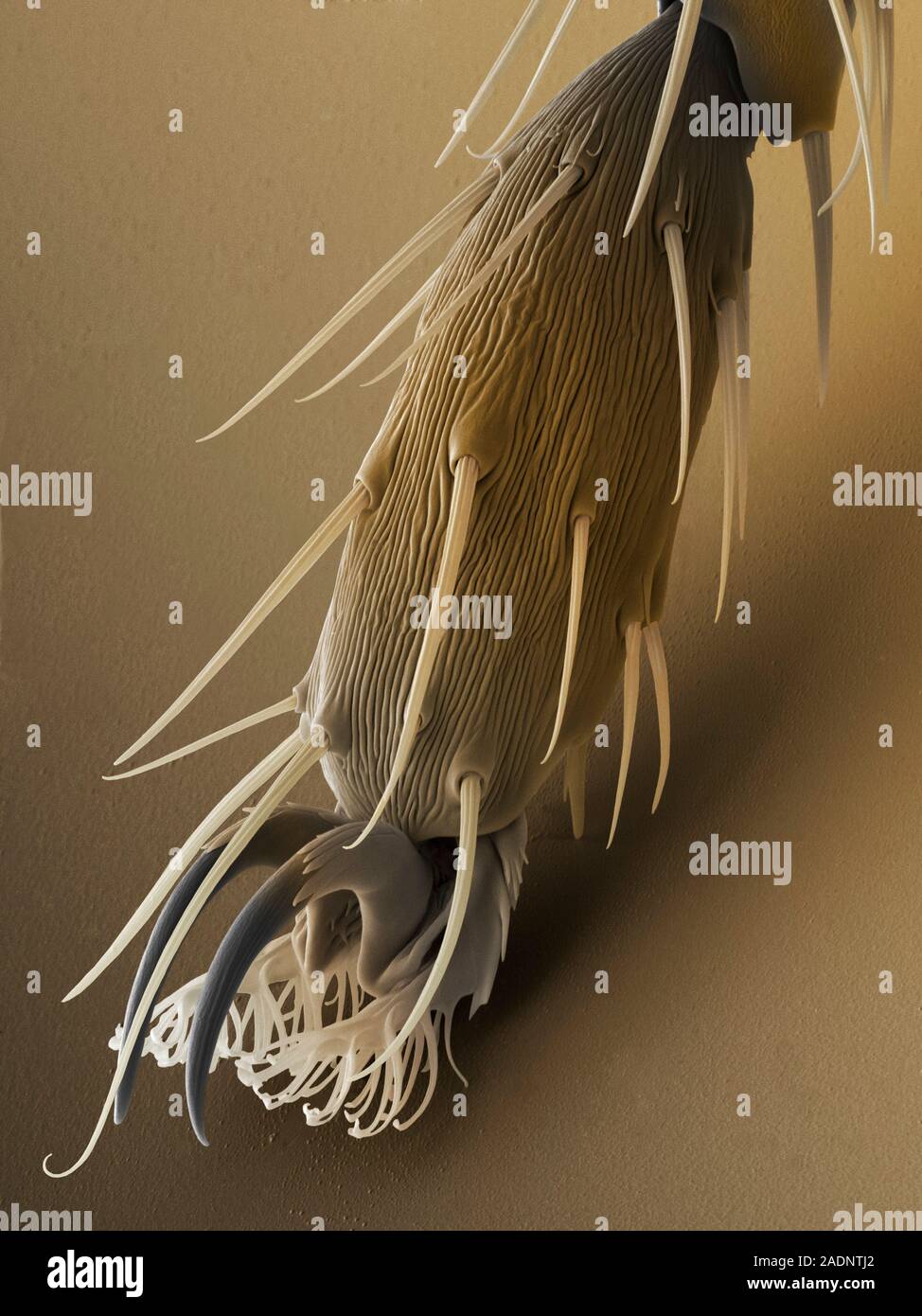 Fruit fly foot. Coloured scanning electron micrograph (SEM) of the foot ...