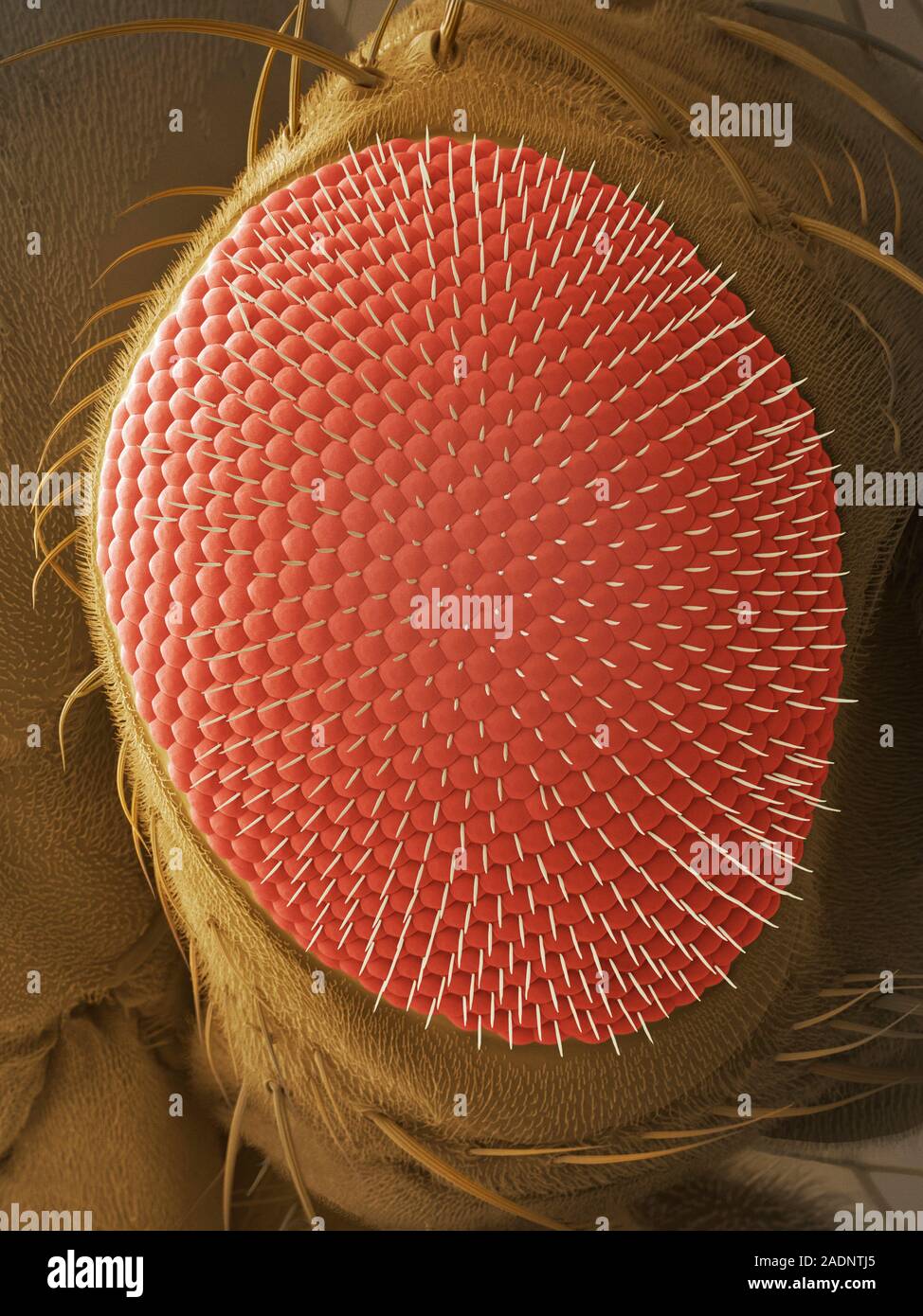 Fruit fly compound eye. Coloured scanning electron micrograph (SEM) of ...