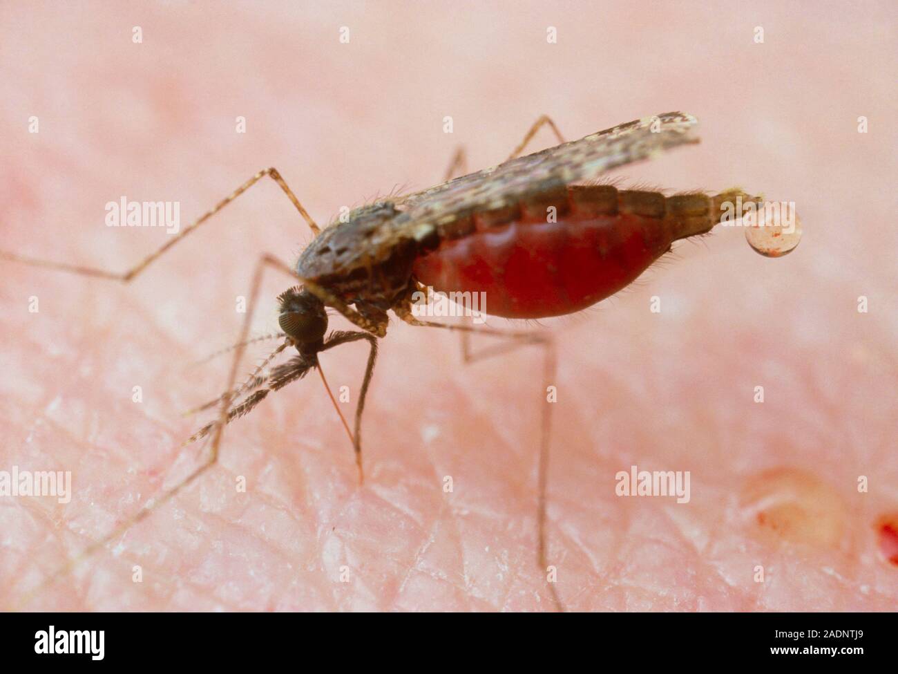 Macrophotograph of a female mosquito Anopheles balabacensis, vector of ...