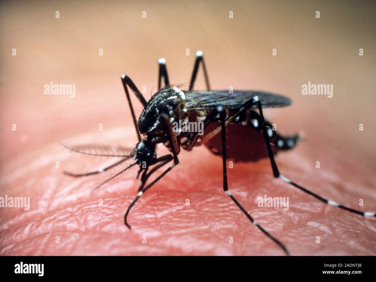 Macrophotograph of a female yellow fever mosquito, Aedes aegypti ...