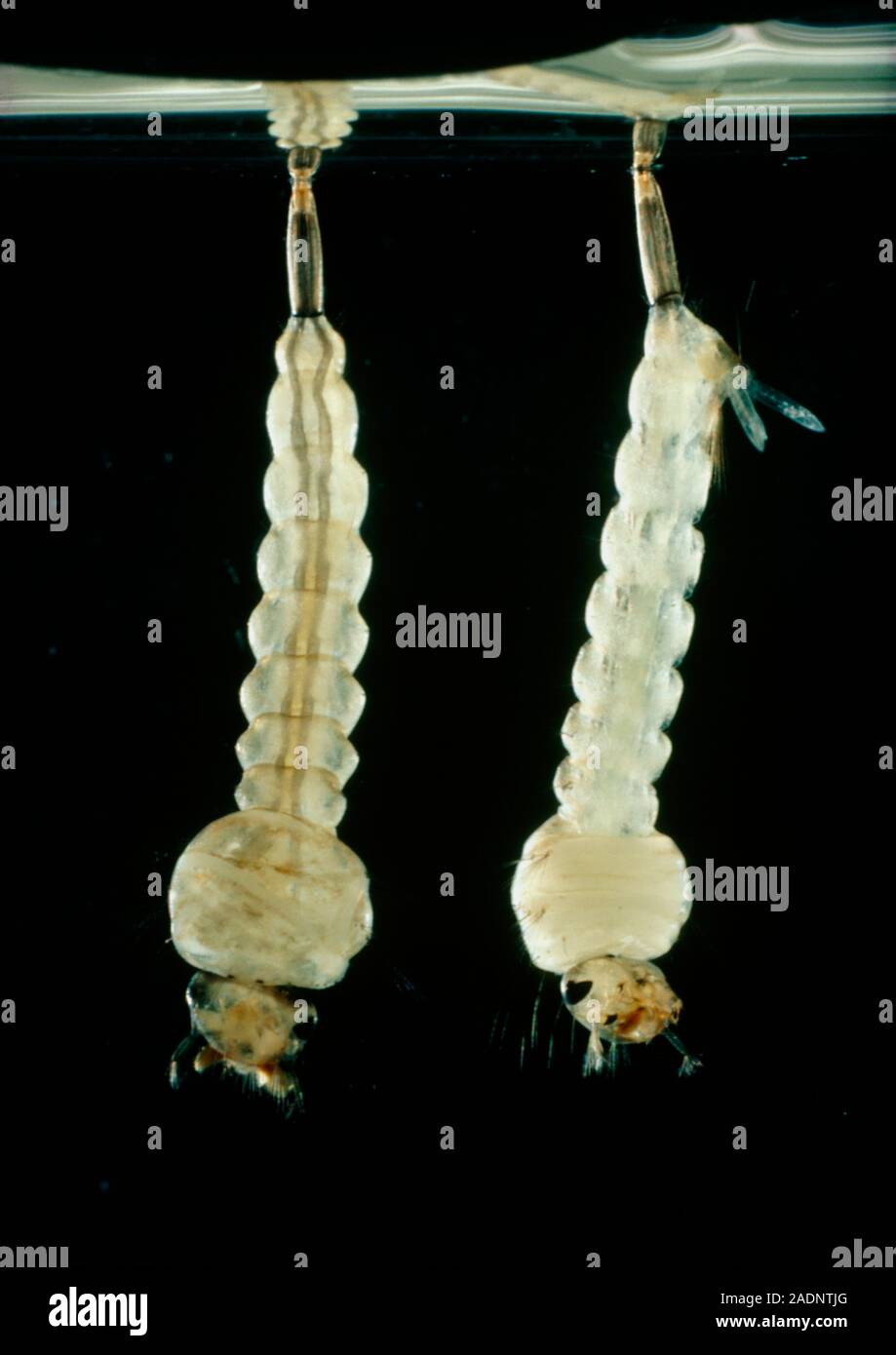 Larvae of the mosquito Culex pipieus hanging from under the water ...