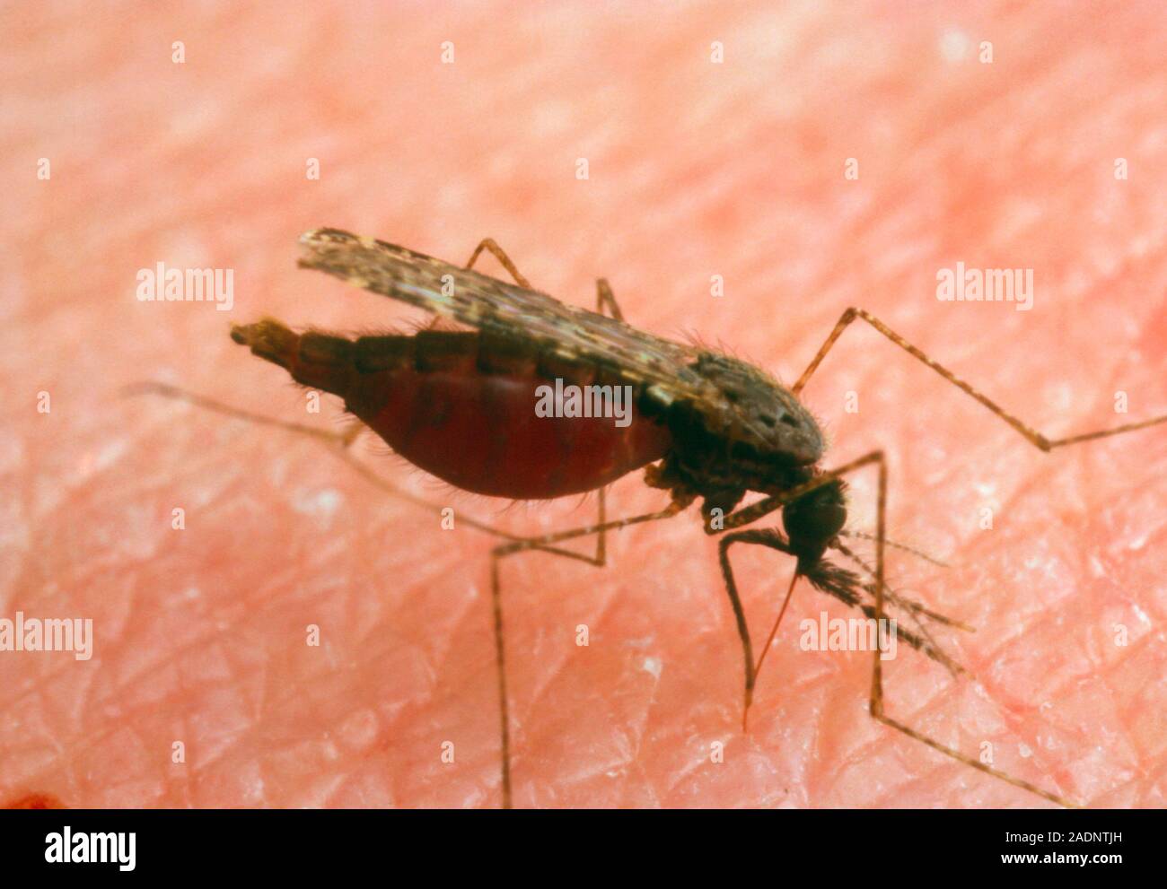 Anopheles balabacensis mosquito with proboscis inserted into the skin ...