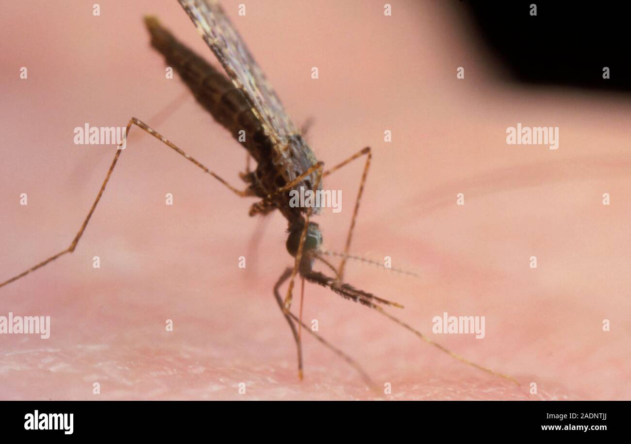 The malaria mosquito, Anopheles balabacensis, resting on, and biting ...