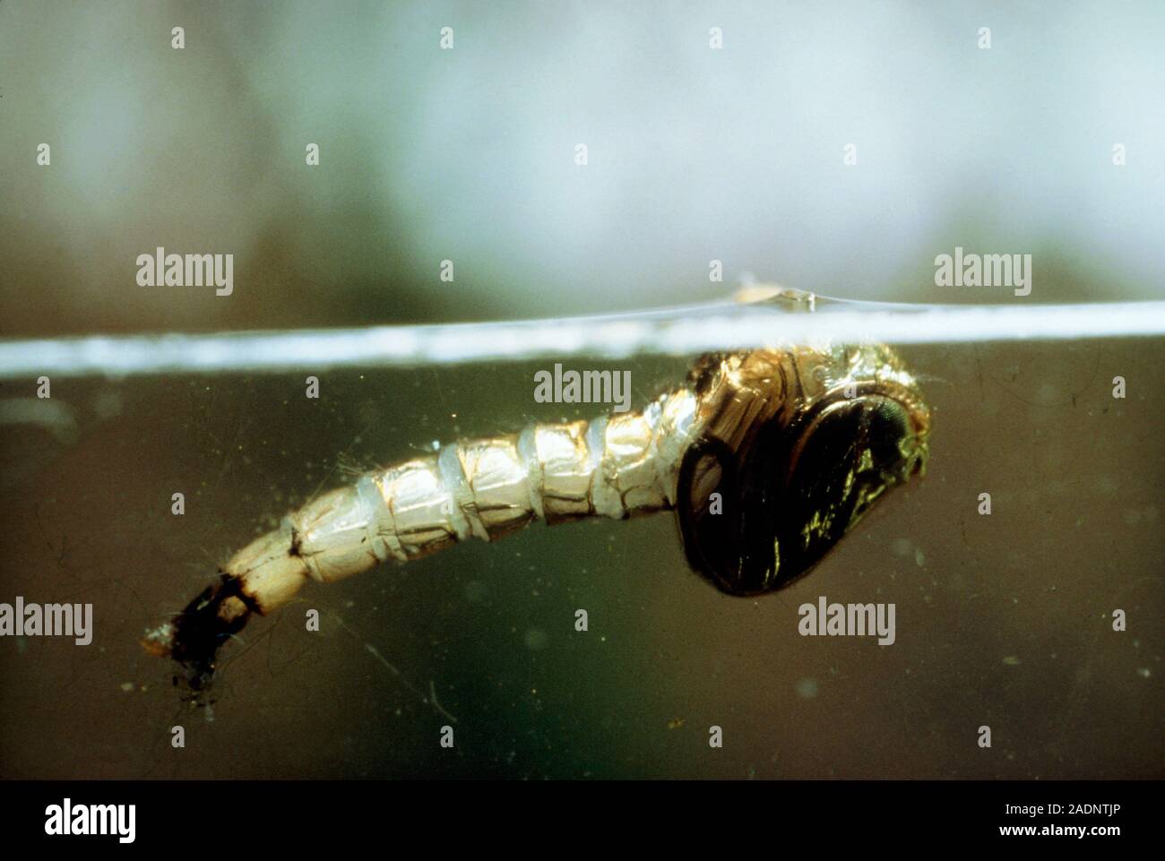 Emergence of an adult, male northern house mosquito, Culex pipiens ...