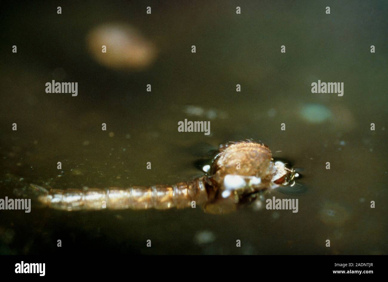 Emergence of an adult, male northern house mosquito, Culex pipiens ...