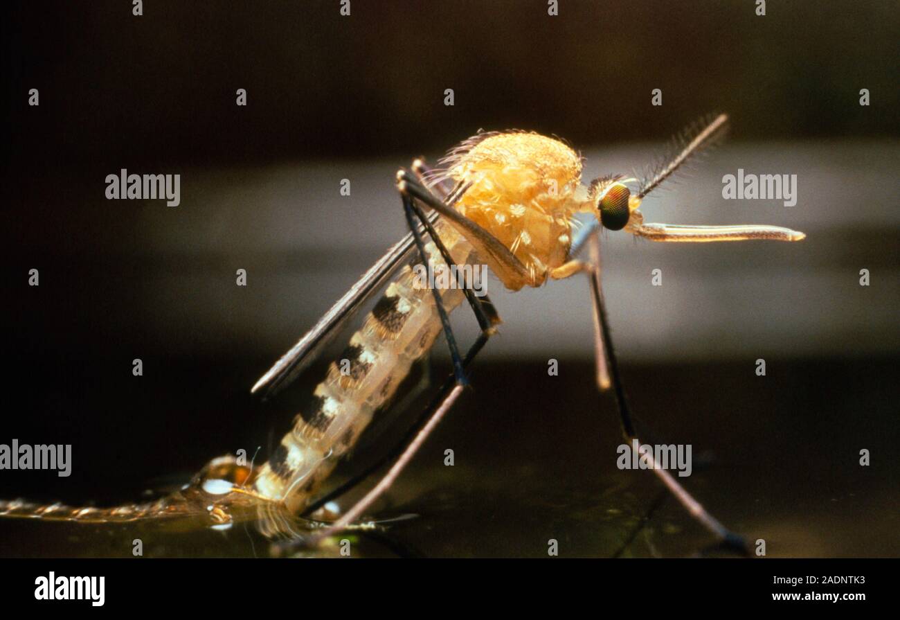 Macro photograph of a newly emerged adult female mosquito of the ...