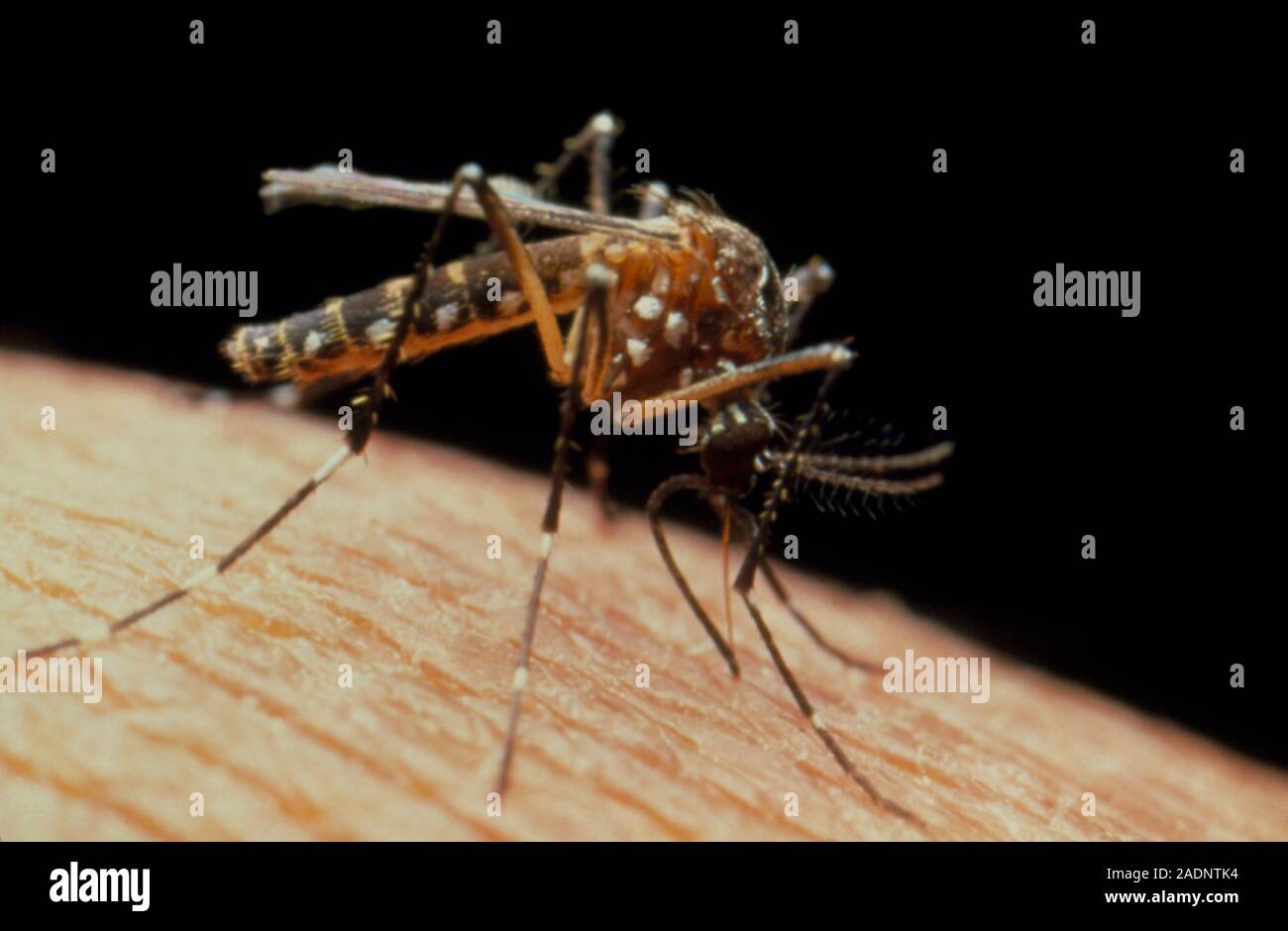 Female yellow fever mosquito, Aedes aegypti, feeding on the human arm ...