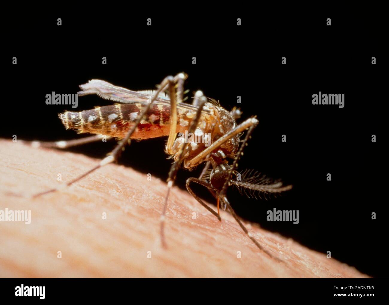 Female yellow fever mosquito, Aedes aegypti, feeding on the human arm ...